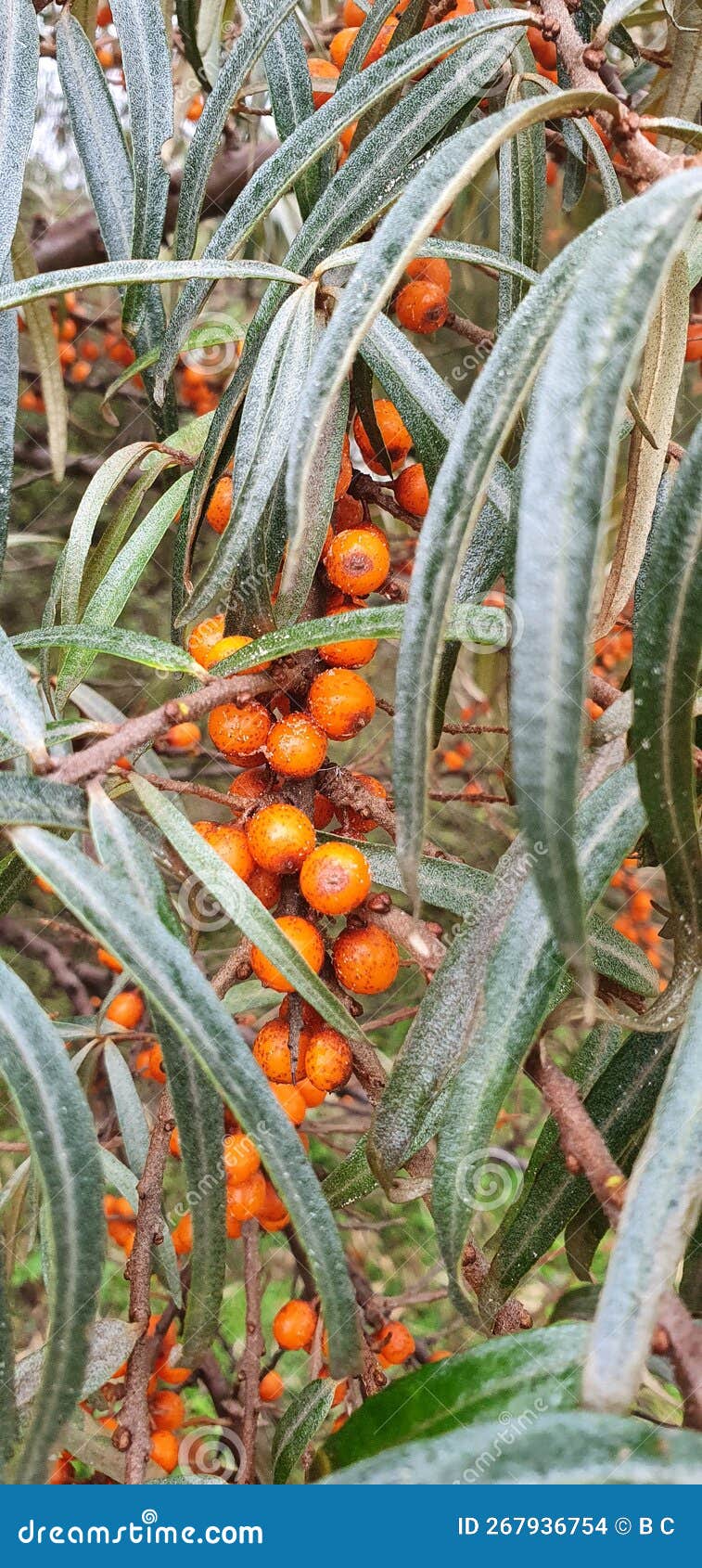 The Image of Orange Berry Plant Stock Photo - Image of plant, berry ...