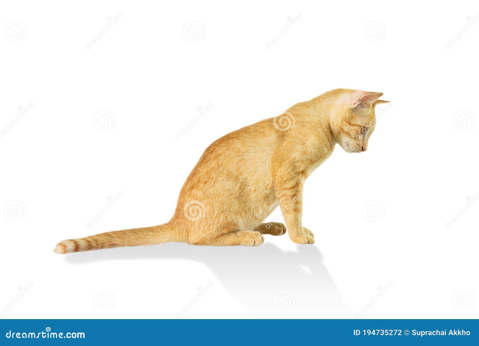 Cat Sitting Sideways