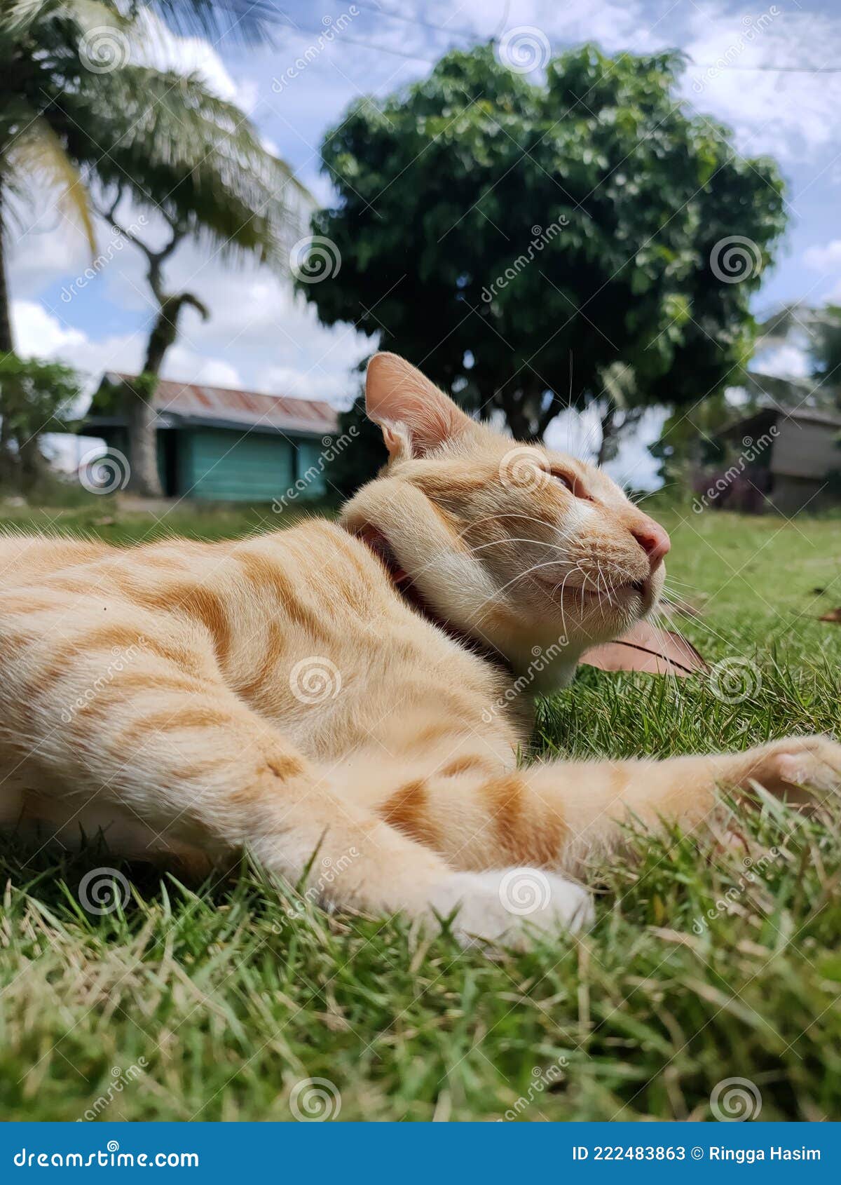 Image of Orange Cat Sunbathing in the Daytime Stock Image - Image of ...