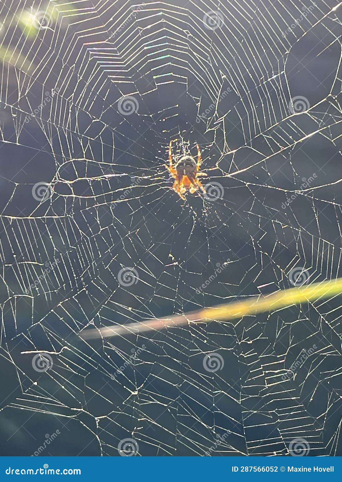Orb weaver spider in web stock photo. Image of landscapes - 287566052
