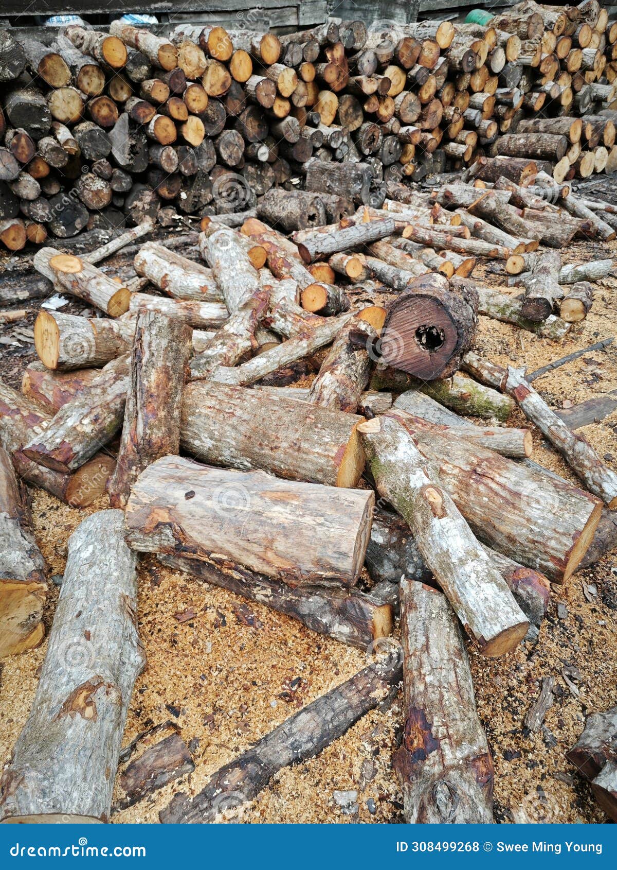 Outdoor Scene of the Cut Mangrove Wood Log. Stock Photo - Image of ...