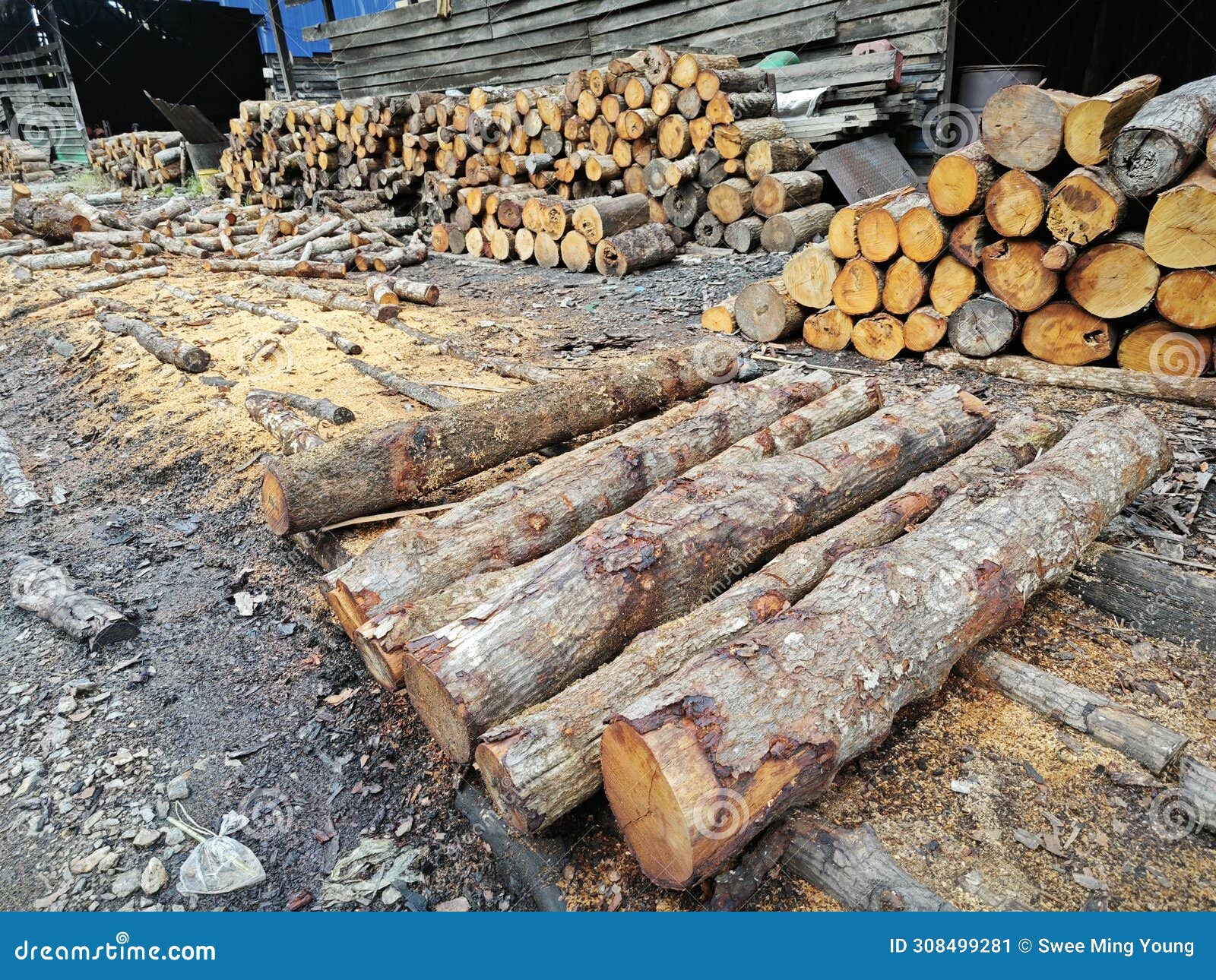 Outdoor Scene of the Cut Mangrove Wood Log. Stock Image - Image of ...