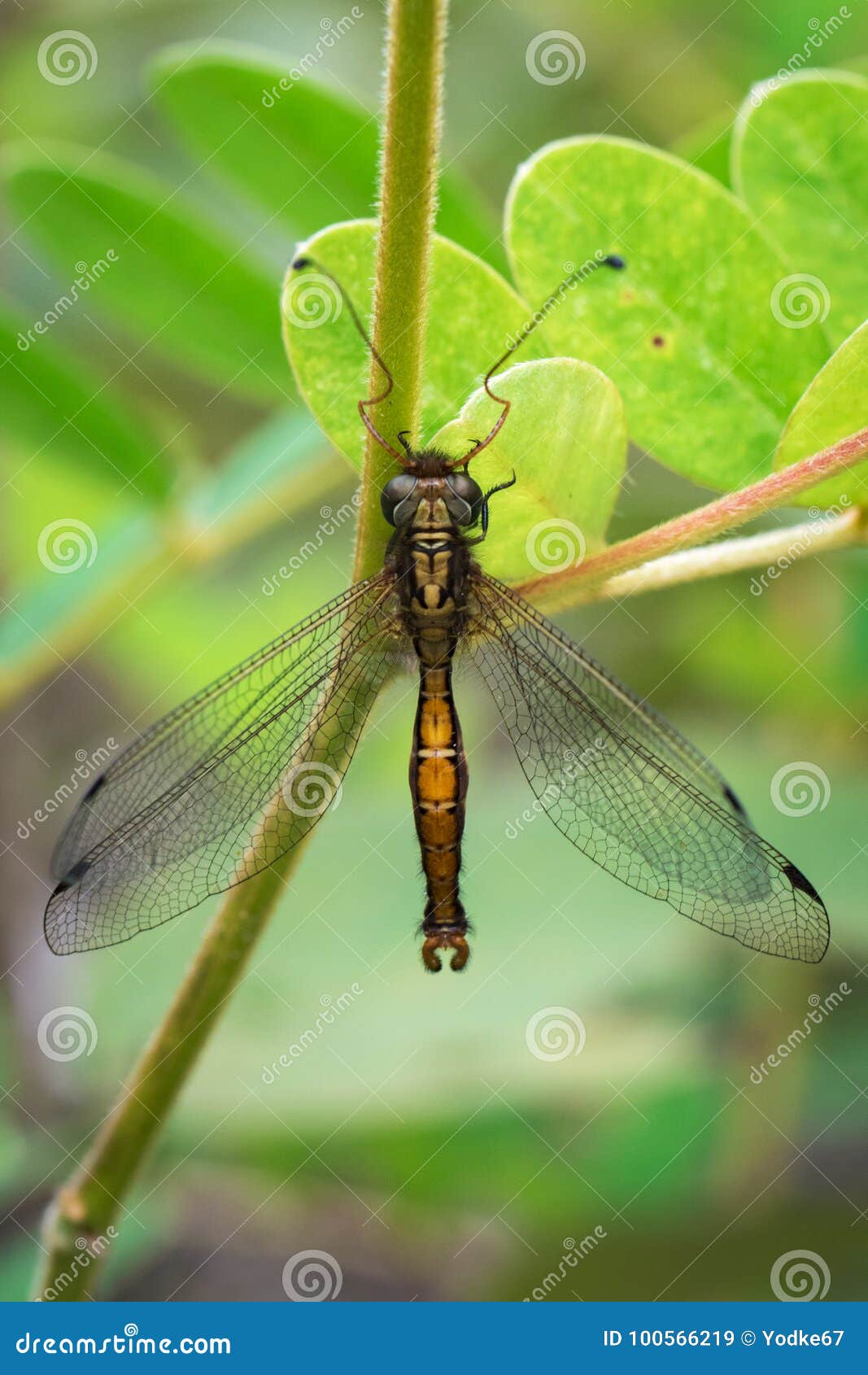 Image of an Owlfly or Ascalaphus SinisterNeuroptera Stock Image - Image ...