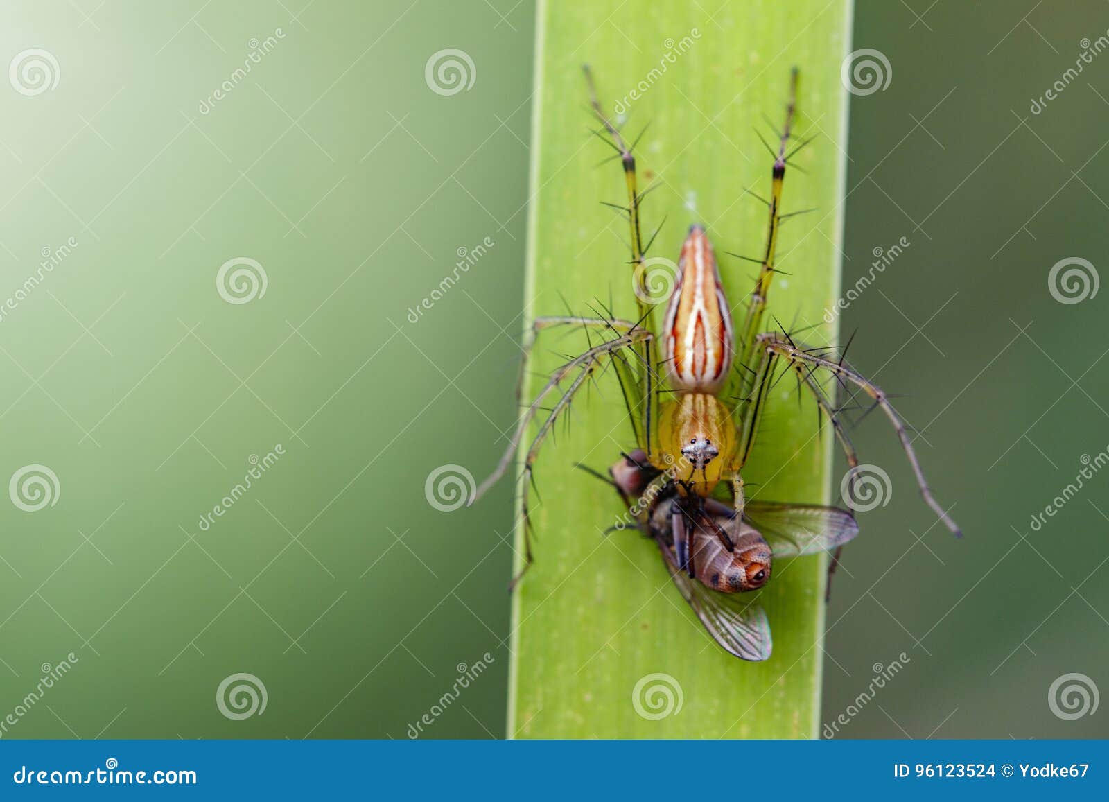 Image Of Oxyopidae Spider Java Lynx Spider / Oxyopes Cf. Javanu Royalty ...