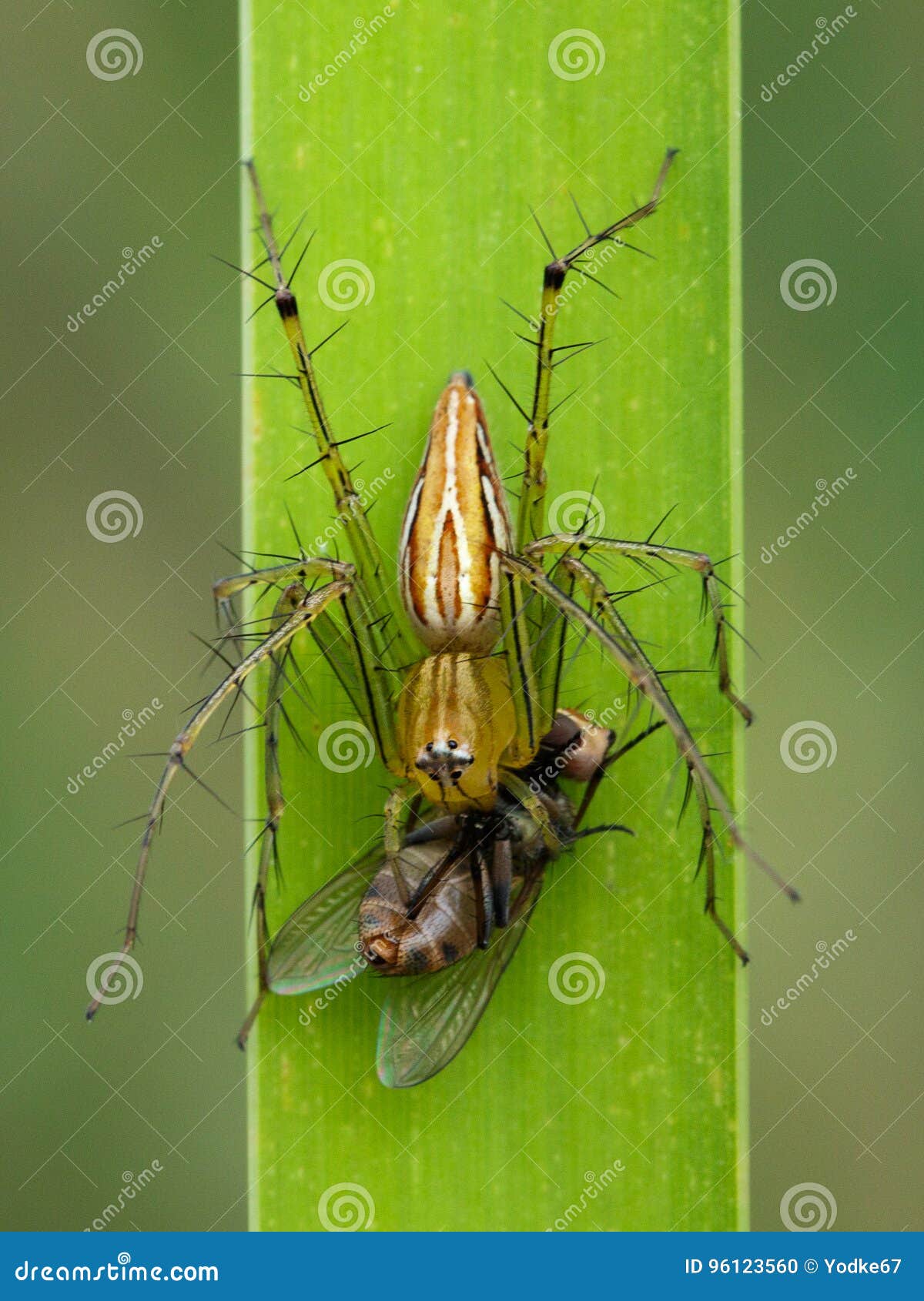 Image Of Oxyopidae Spider Java Lynx Spider / Oxyopes Cf. Javanu Royalty ...