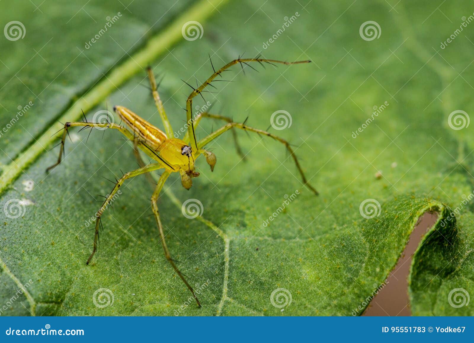 Image of Oxyopidae Spider. stock image. Image of animal - 95551783