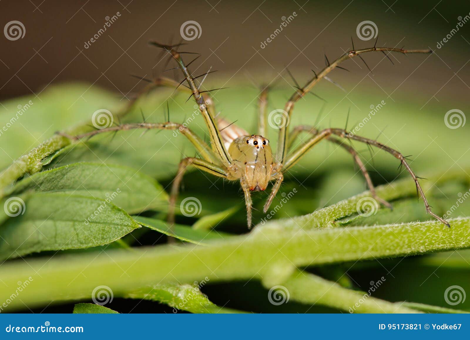 Image of Oxyopidae Spider Java Lynx Spider / Oxyopes Cf. Javanu Stock ...