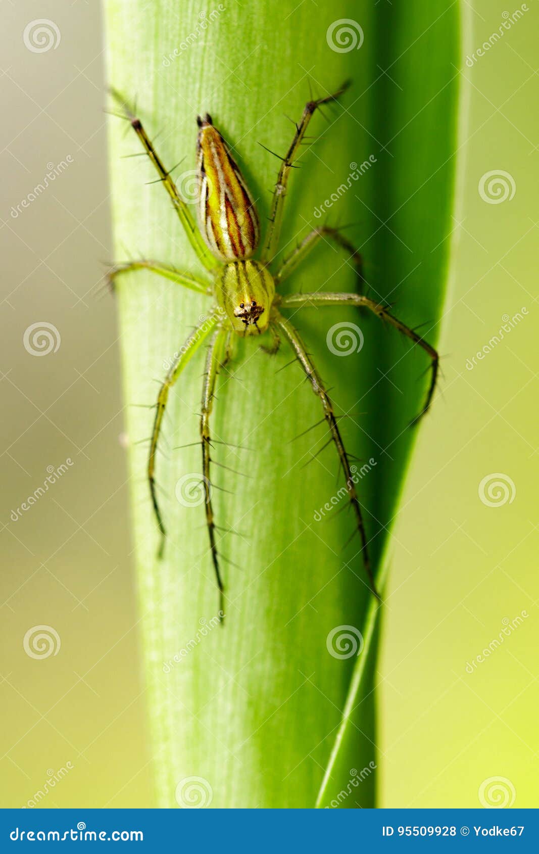 Image of Oxyopidae Spider Java Lynx Spider Stock Photo - Image of ...