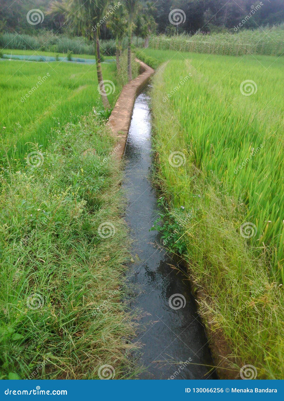 This image is paddy field stock photo. Image of colour - 130066256