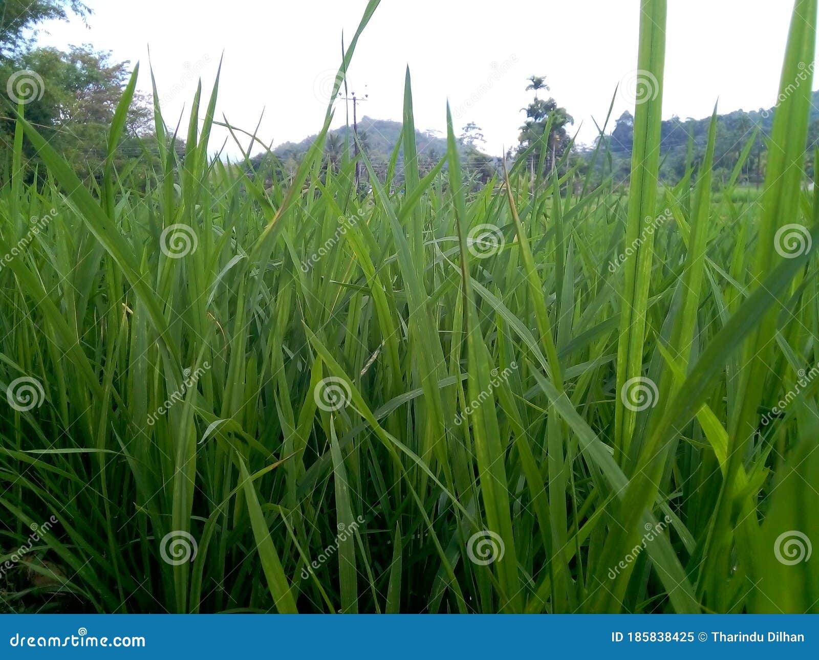 Paddy Trees of Sri Lanka stock image. Image of lanka - 185838425