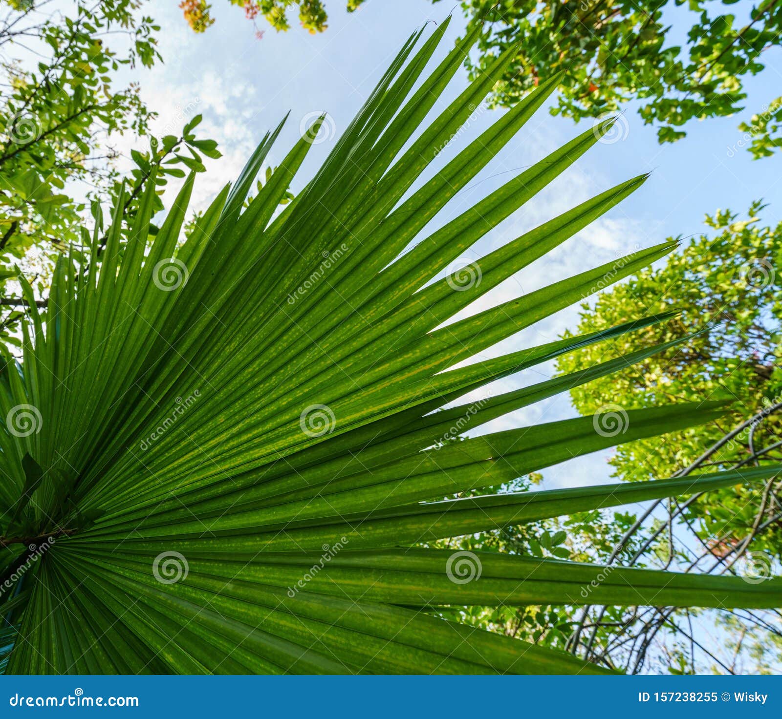 Image of Palm Leaf in Rainforest. Thailand Stock Image - Image of green ...