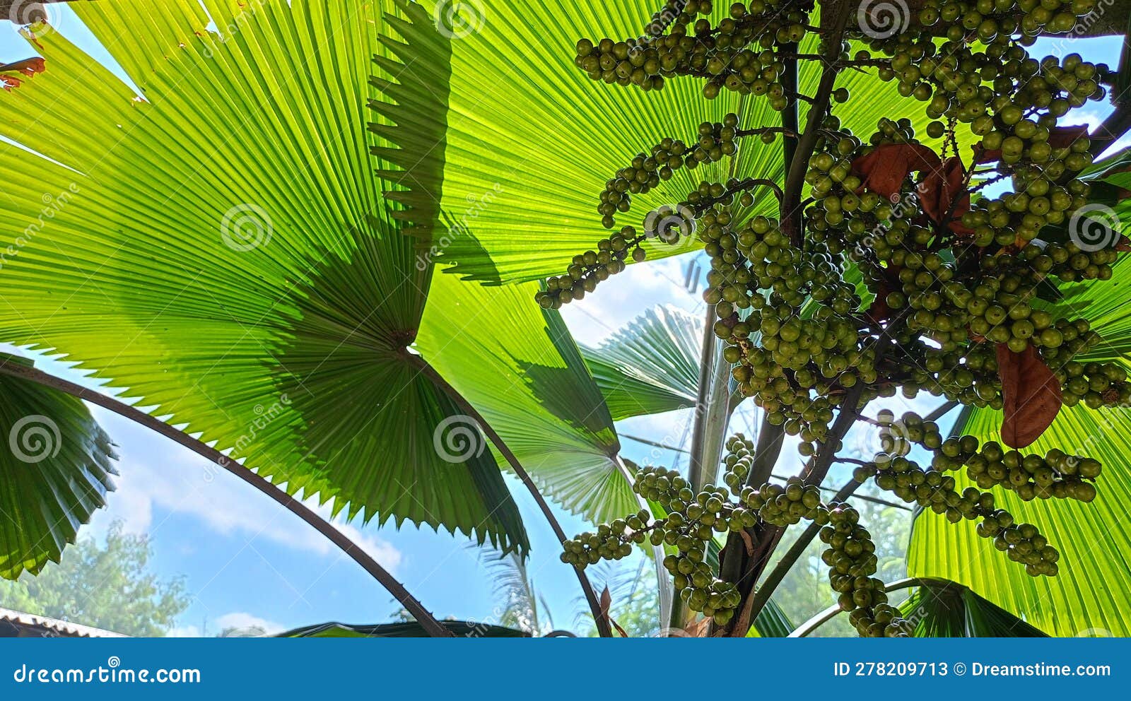 Image of Palm Tree in Hot Sun Stock Image - Image of tree, palm: 278209713