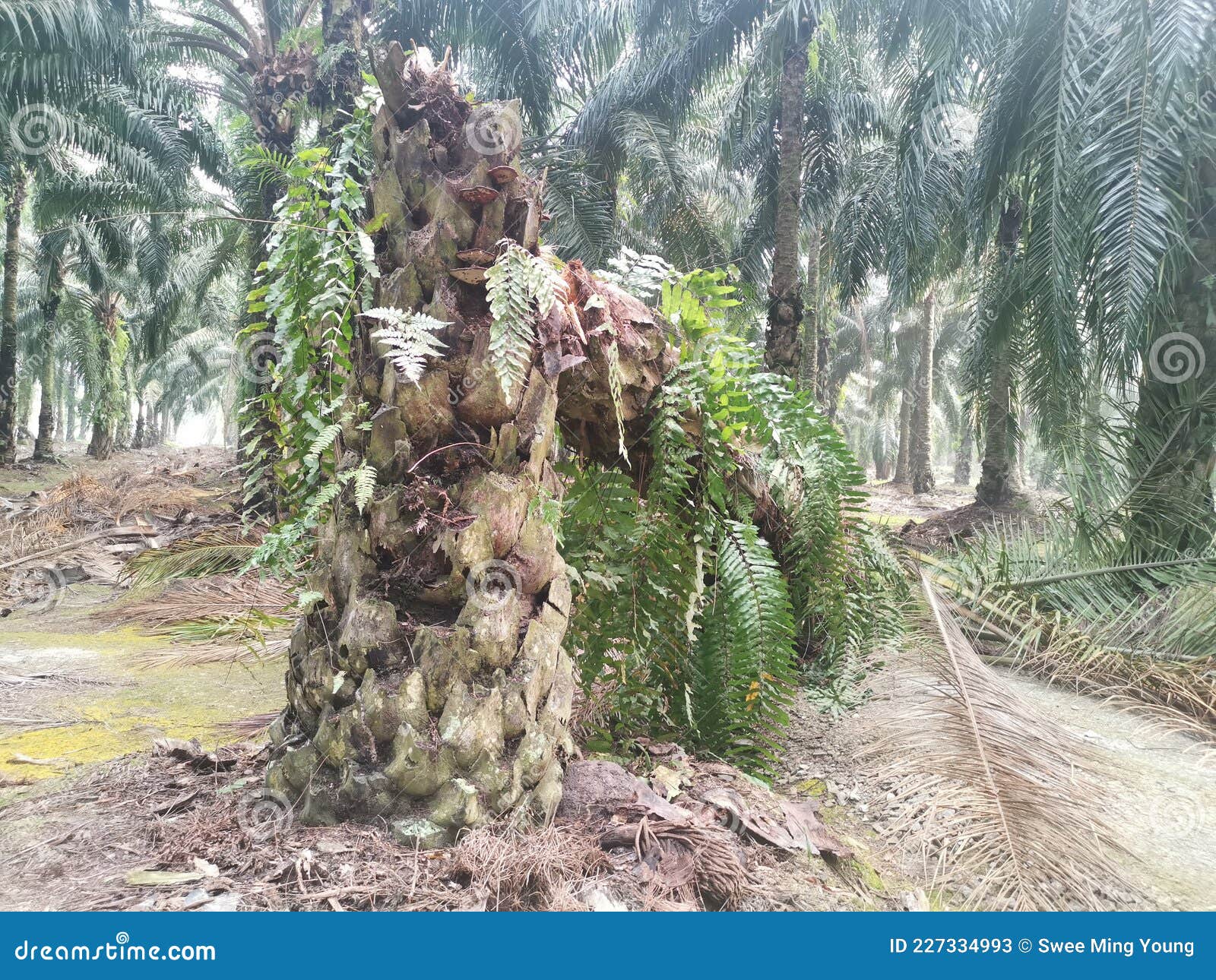 Palm Tree Toppled because of the Decayed Trunk and Weather Stock Image ...