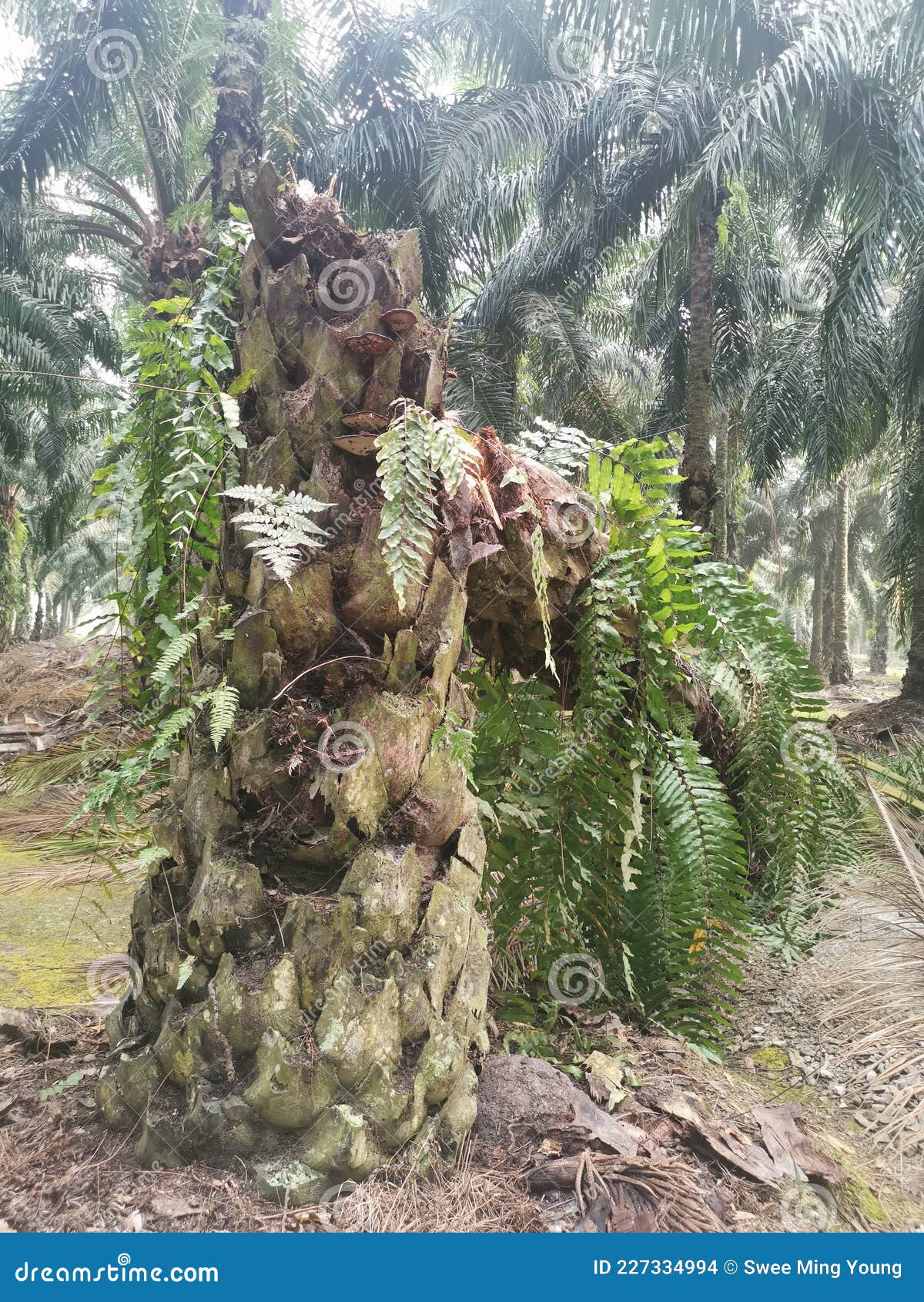 Palm Tree Toppled because of the Decayed Trunk and Weather Stock Photo ...