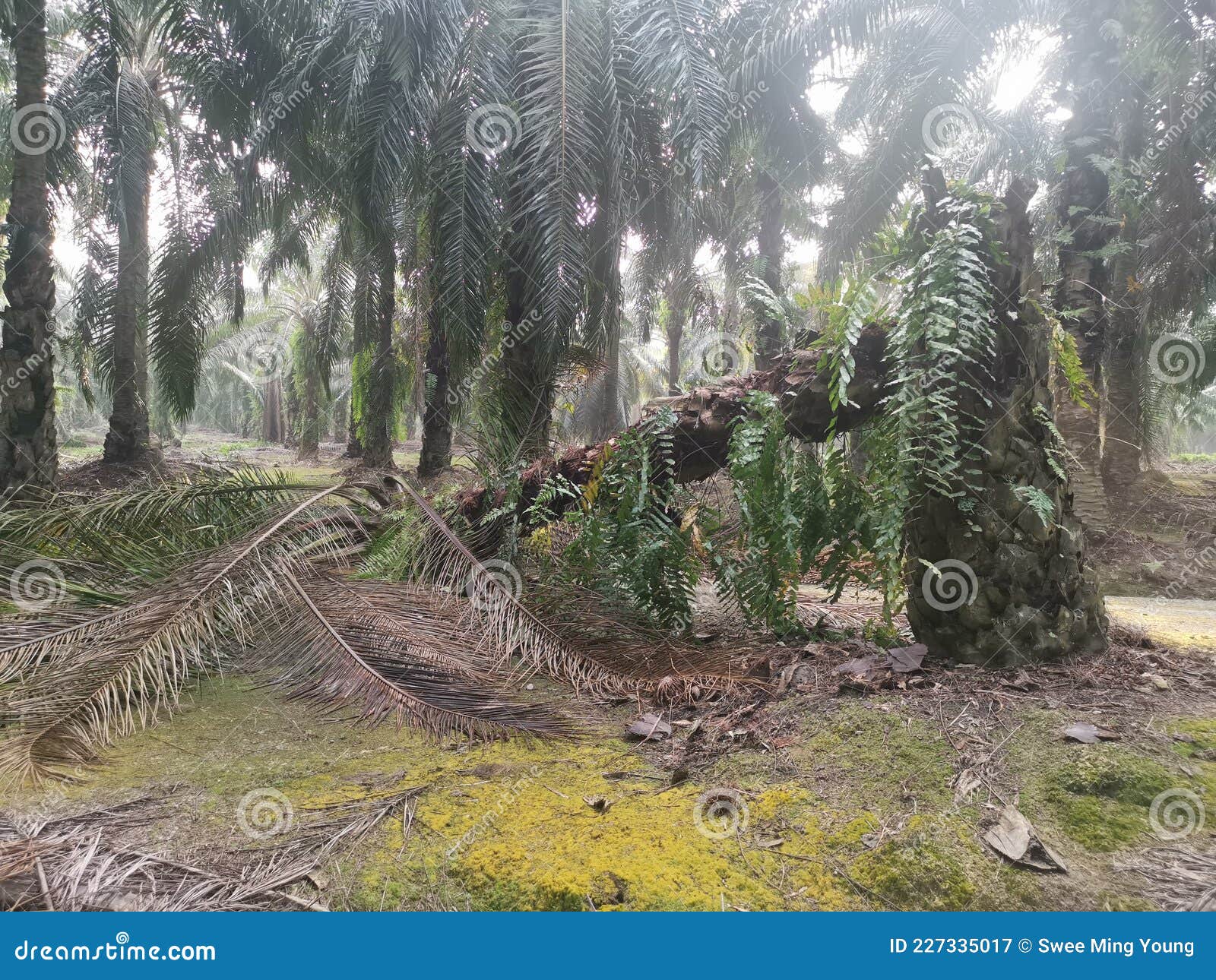 Palm Tree Toppled because of the Decayed Trunk and Weather Stock Image ...