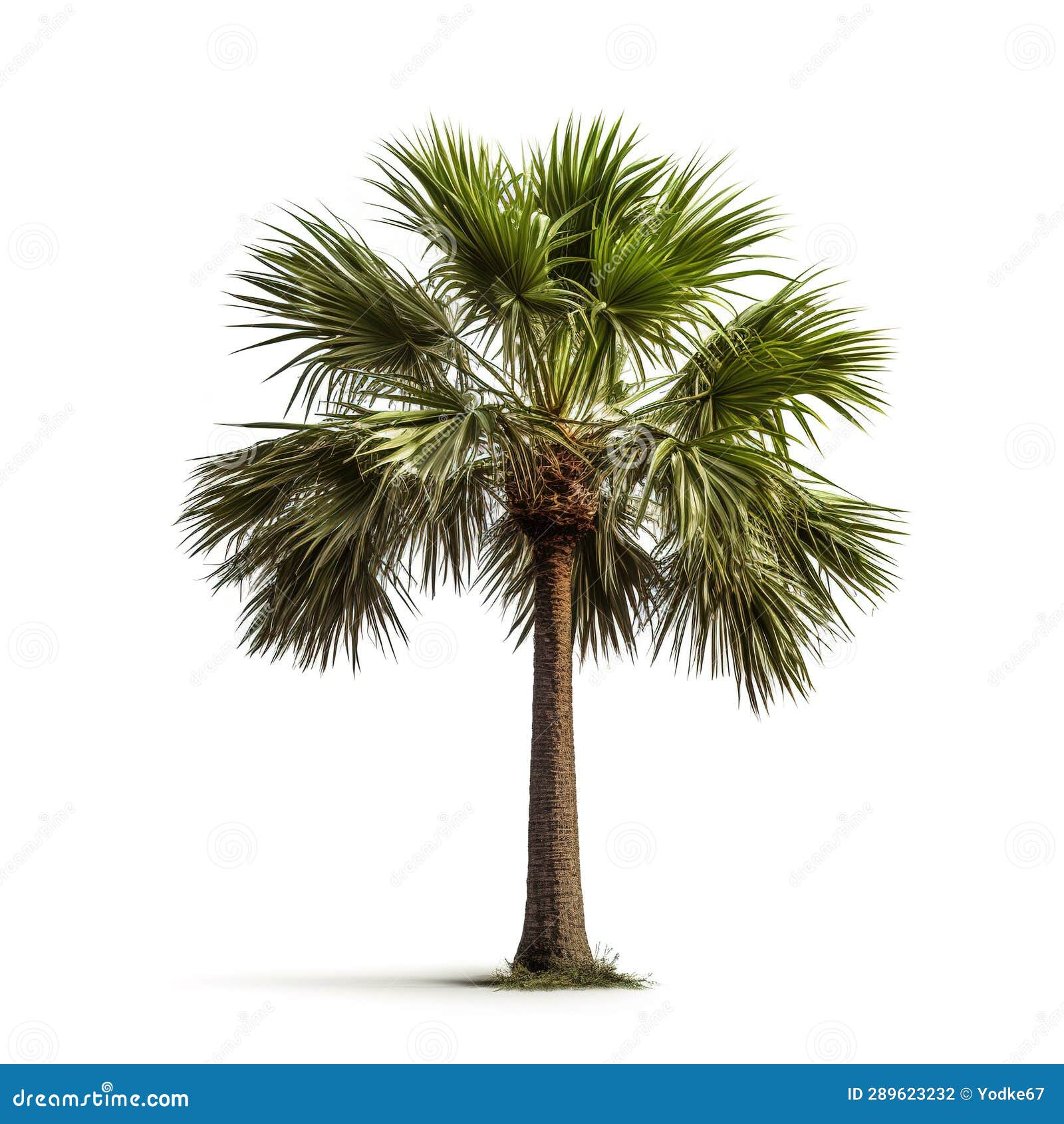 Image Of Palmetto Tree On White Background. Illustration, Generative AI ...
