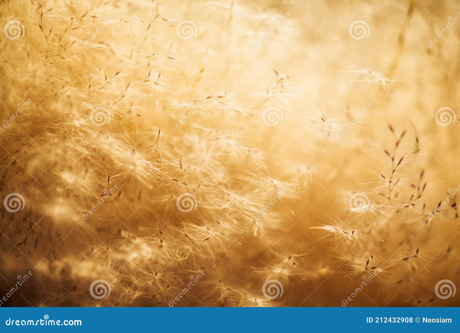 The Image of the Pamper Grass Stock Photo - Image of botany, dried ...