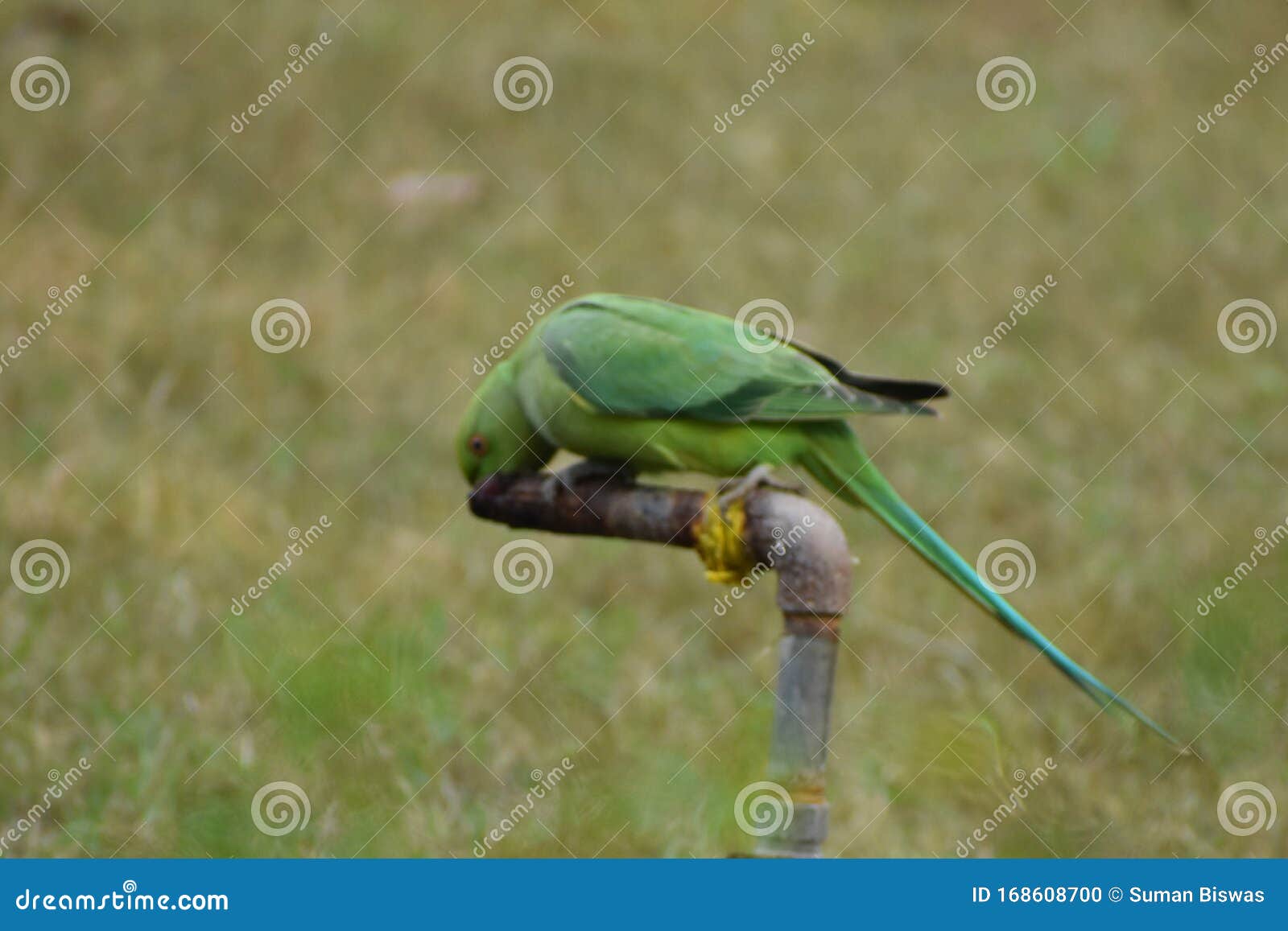 This is an Image about a Parrot or Parakeet or Macaw Bird Drinking ...