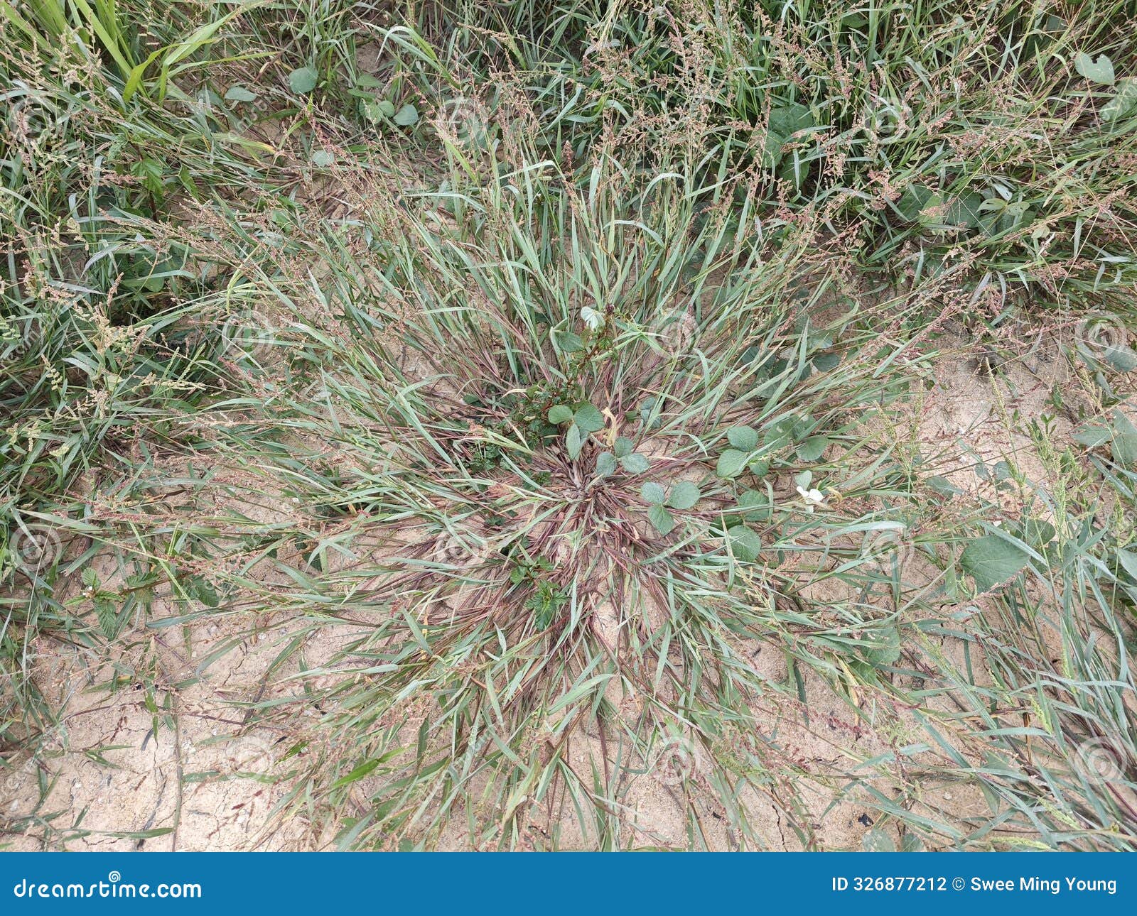 Patches of Wild Awnless Barnyard Grass on the Bushy Land. Stock Photo ...