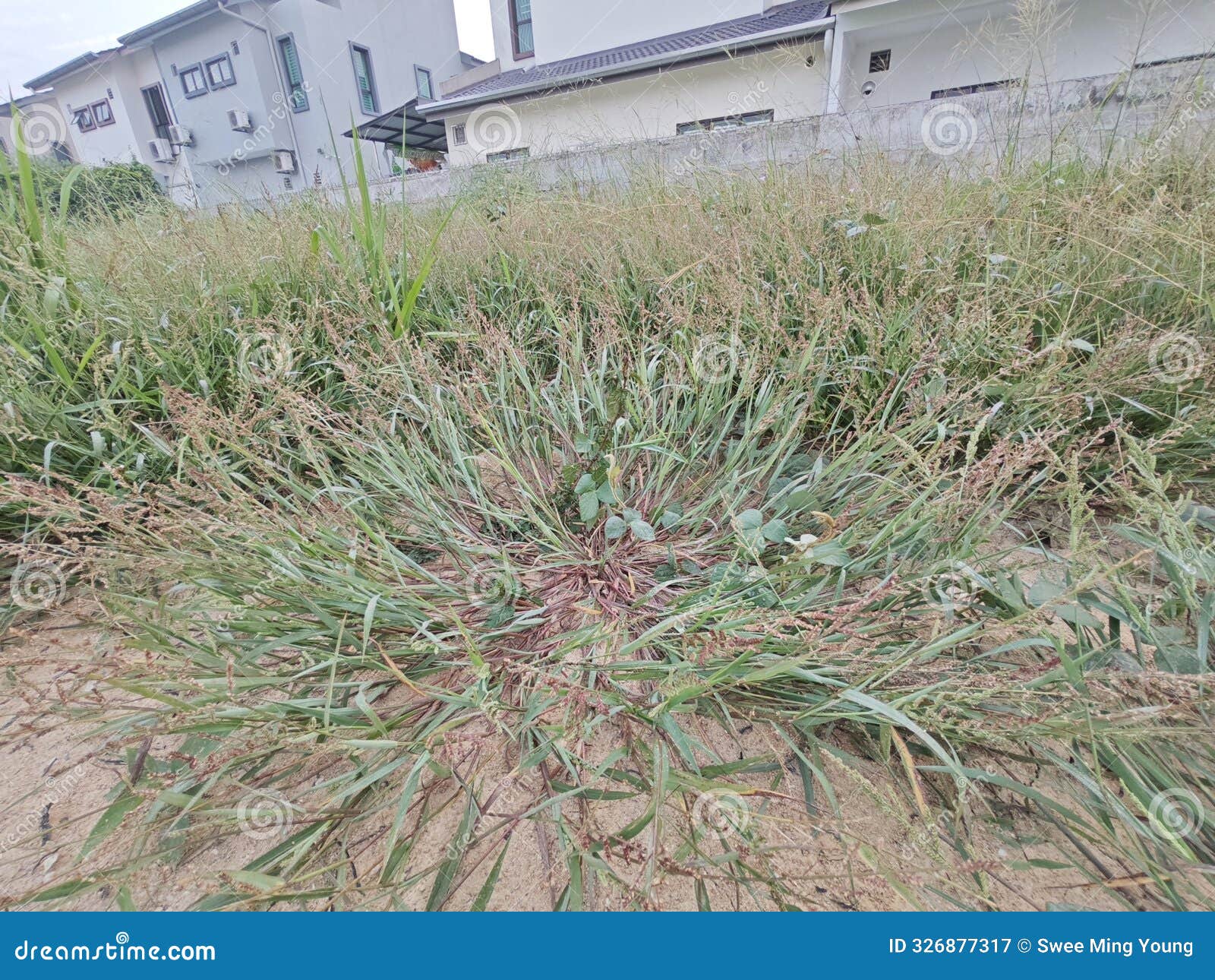 Patches of Wild Awnless Barnyard Grass on the Bushy Land. Stock Image ...
