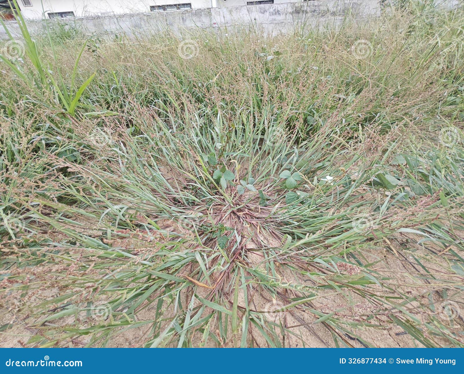 Patches of Wild Awnless Barnyard Grass on the Bushy Land. Stock Photo ...