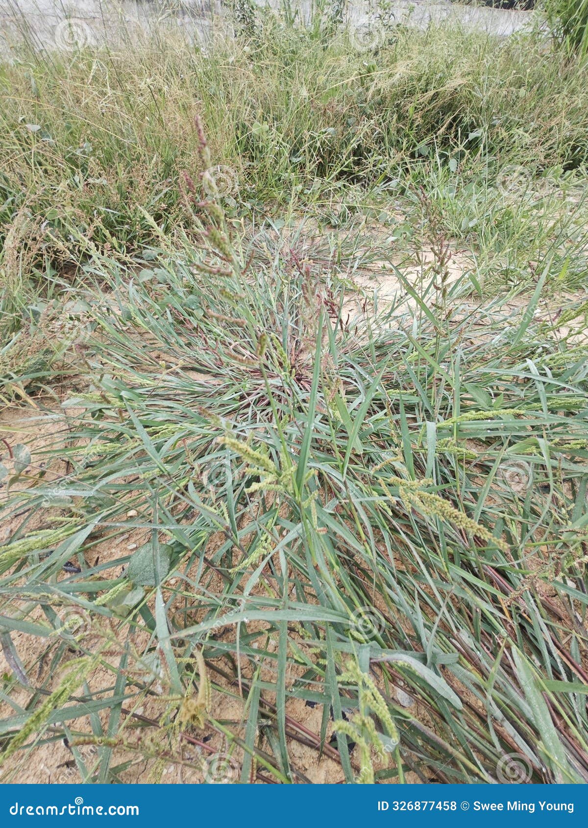 Patches of Wild Awnless Barnyard Grass on the Bushy Land. Stock Photo ...