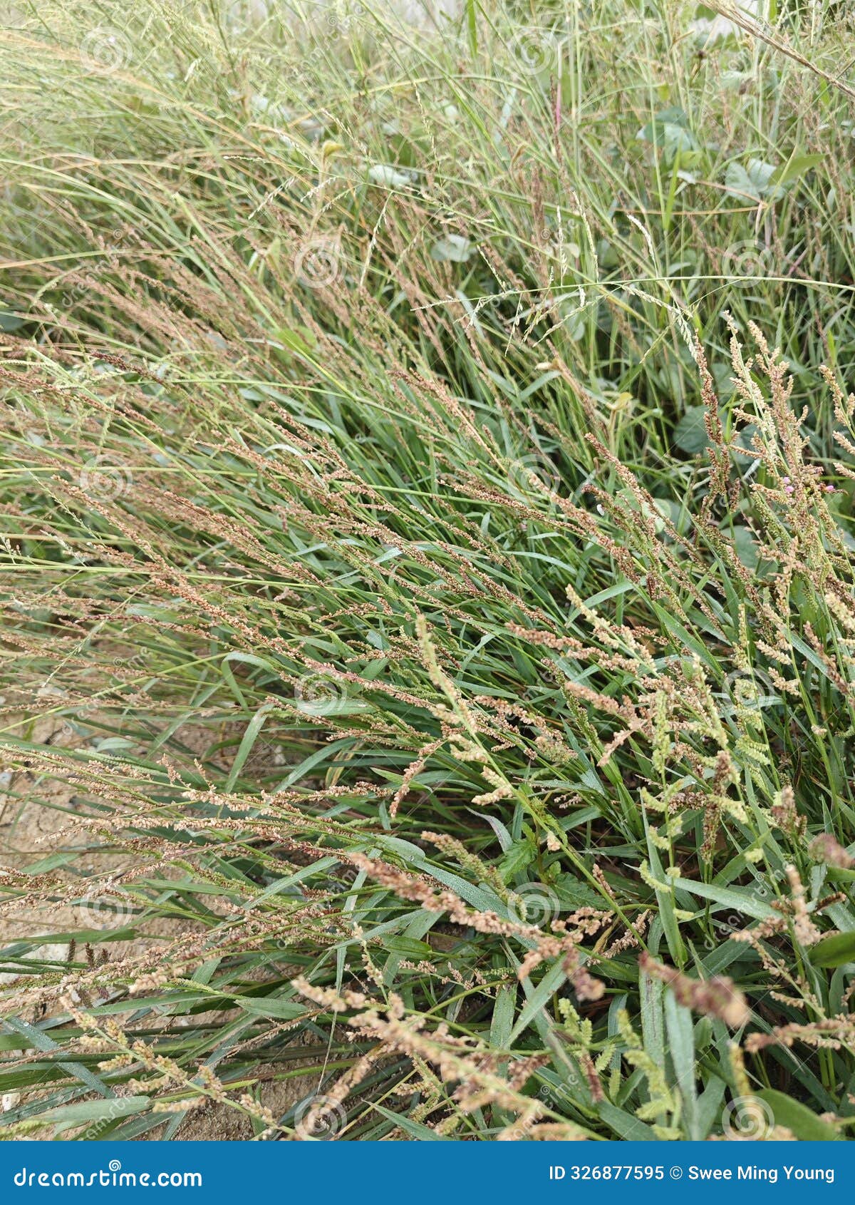 Patches of Wild Awnless Barnyard Grass on the Bushy Land. Stock Image ...