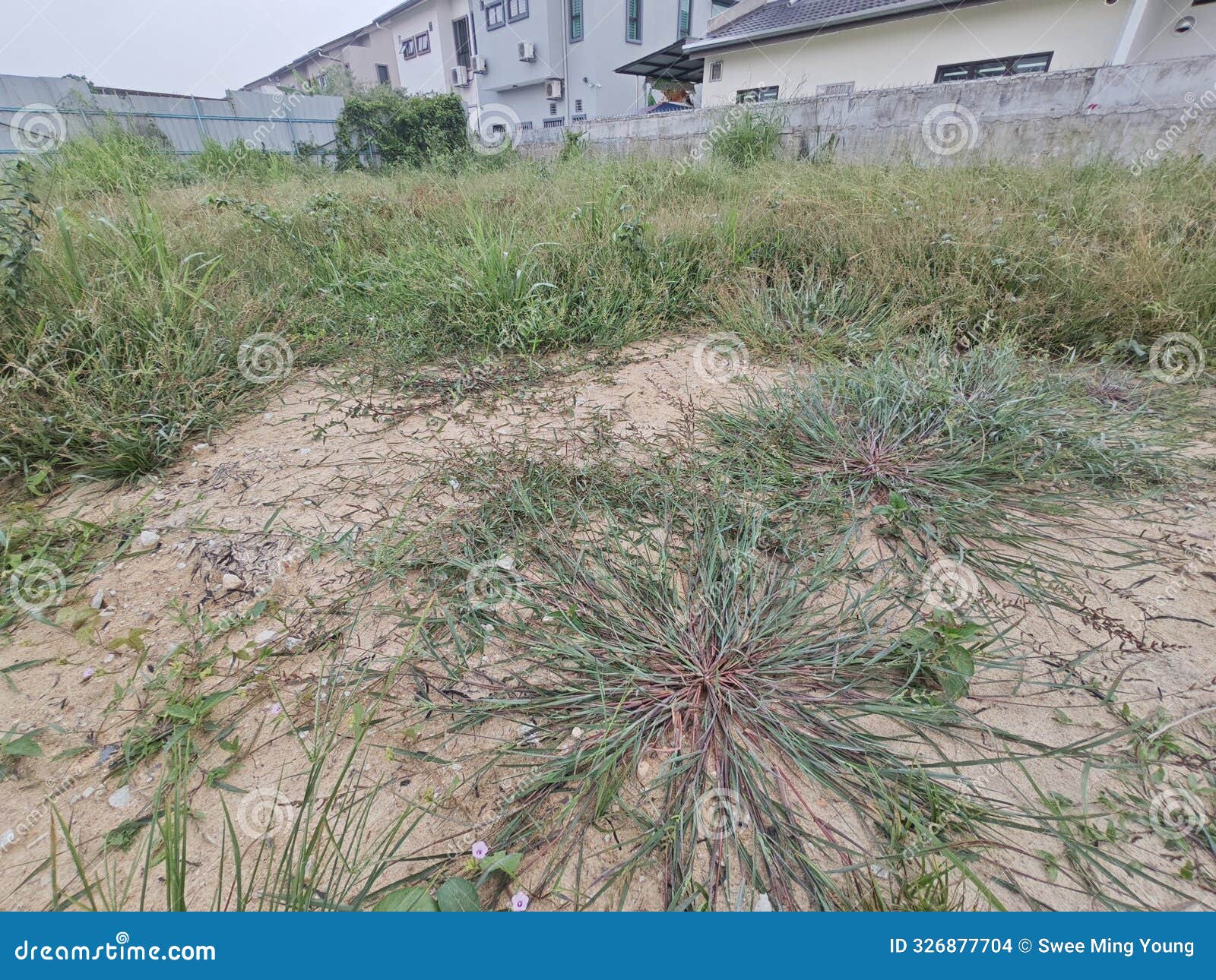 Patches of Wild Awnless Barnyard Grass on the Bushy Land. Stock Photo ...
