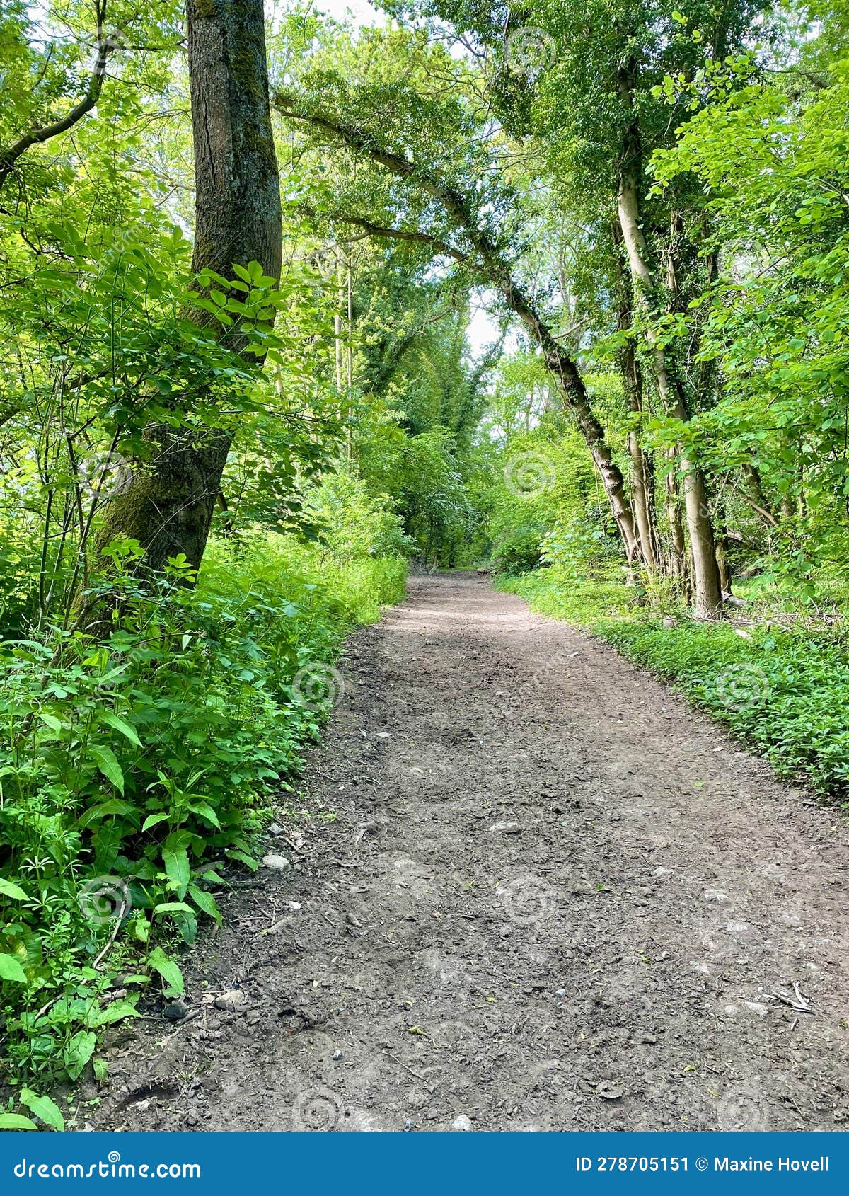 Path through the forest stock image. Image of nature - 278705151