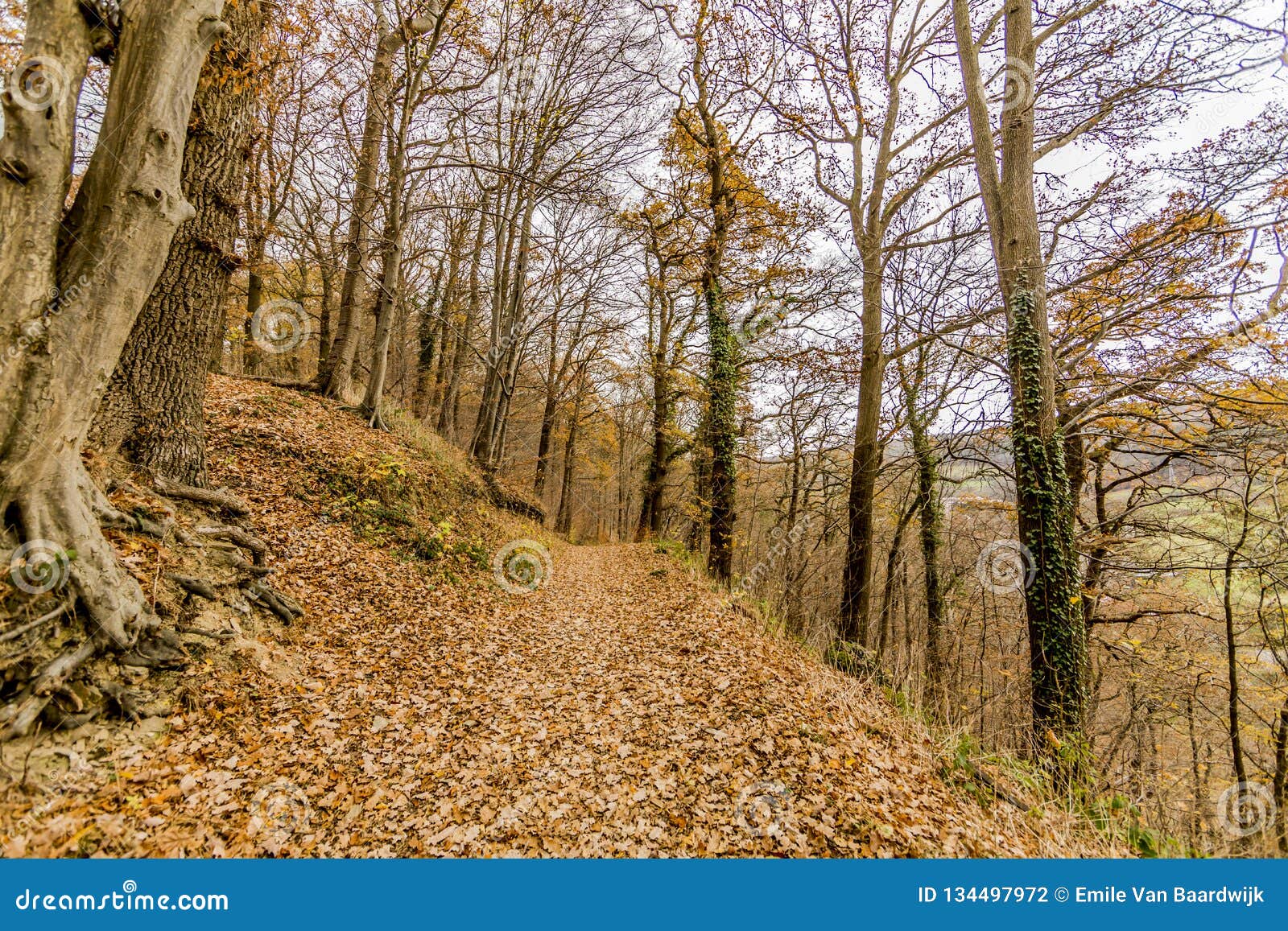 Image of a Path with Dry Leaves on the Ground in the Middle of the ...