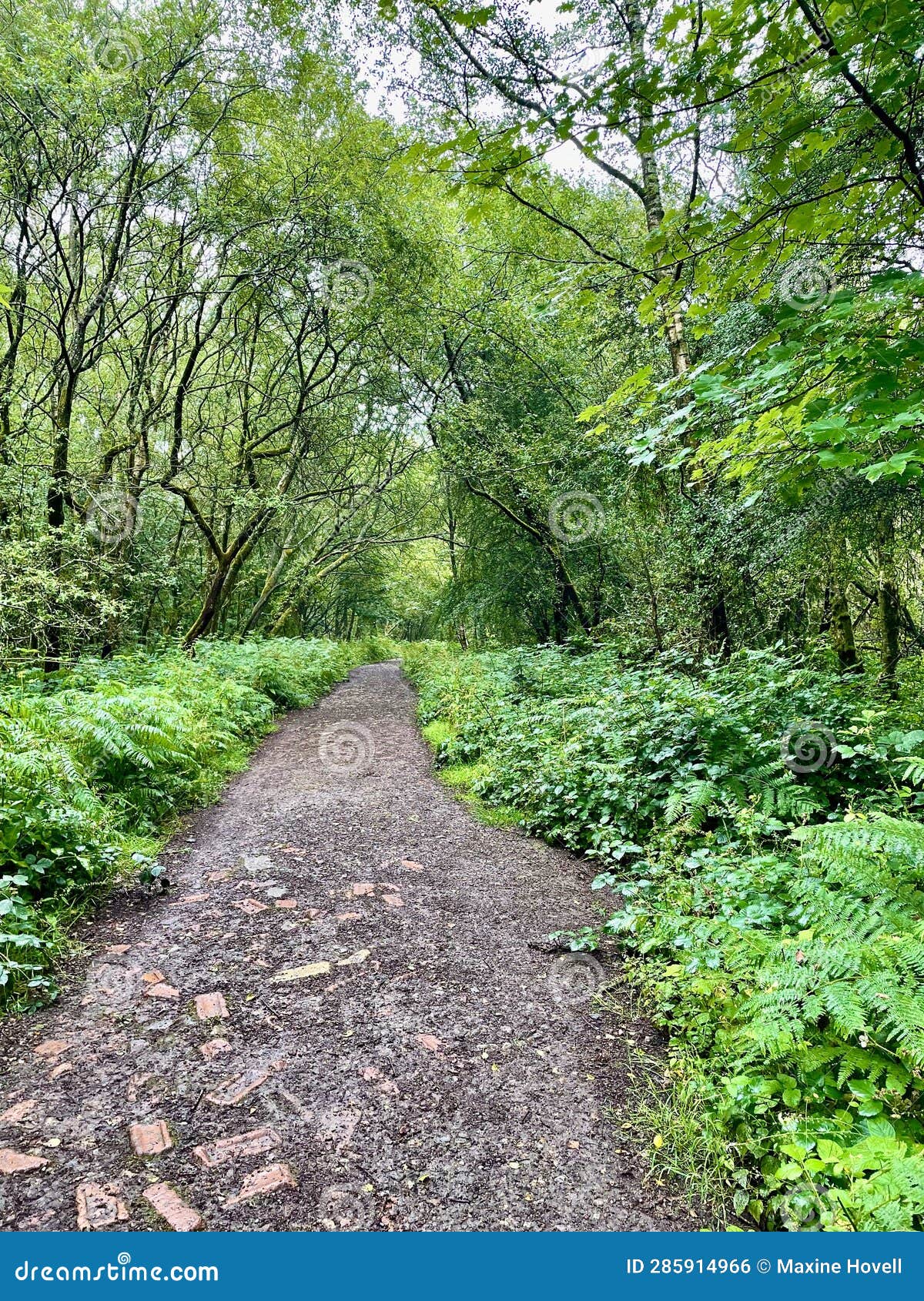 Woodland Path through Trees Stock Photo - Image of summer, forest ...