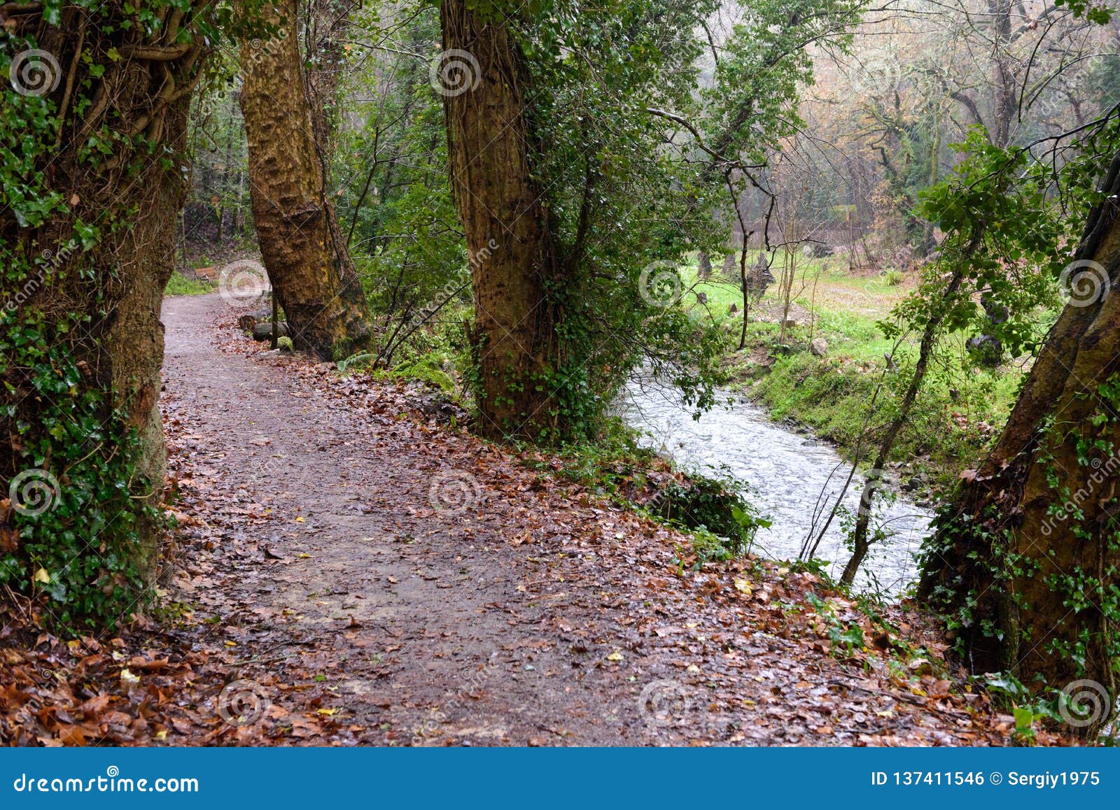 Path in the Rainy Autumn Forest Stock Photo - Image of mystery, beauty ...