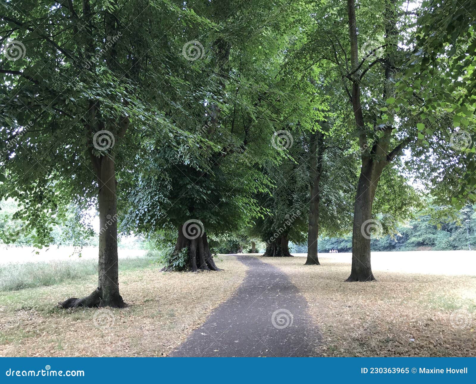A Tree Lined Path To a Lake Stock Image - Image of trees, lined: 230363965