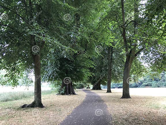 A Tree Lined Path To a Lake Stock Image - Image of trees, lined: 230363965