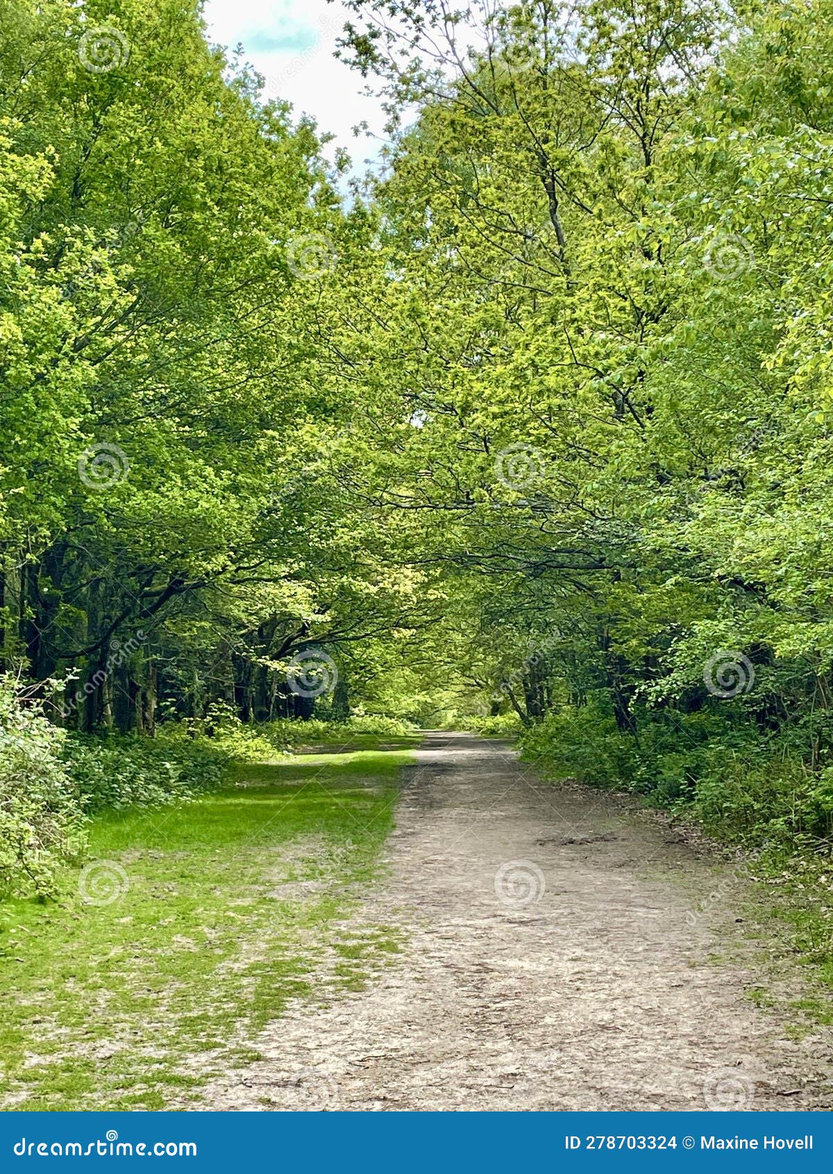 Forest Pathways in Late Spring Stock Photo - Image of pathway, parkways ...