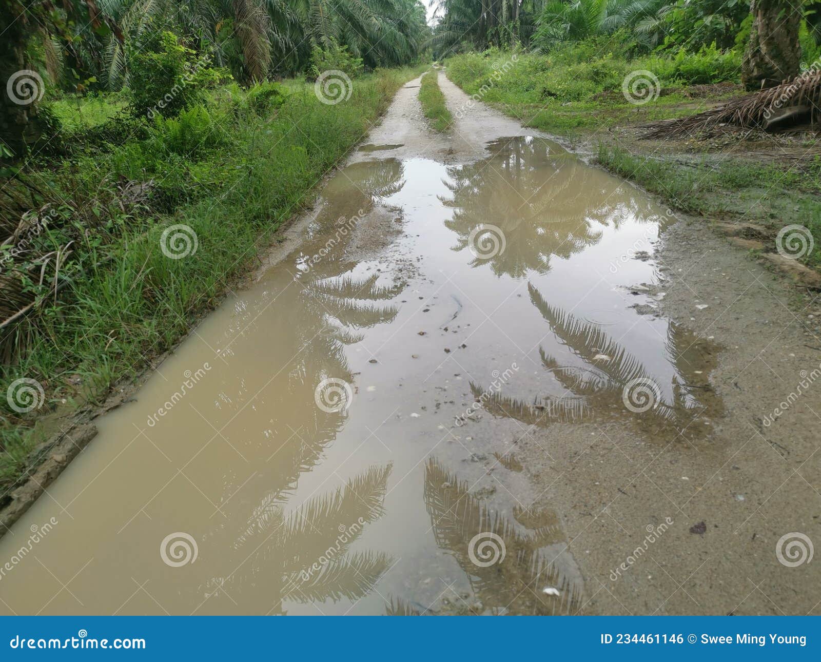 Pathway into the Plantation after the Rain Stock Photo - Image of cloud ...