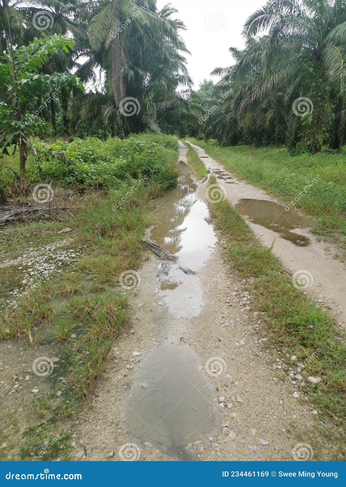 Pathway into the Plantation after the Rain Stock Image - Image of ...