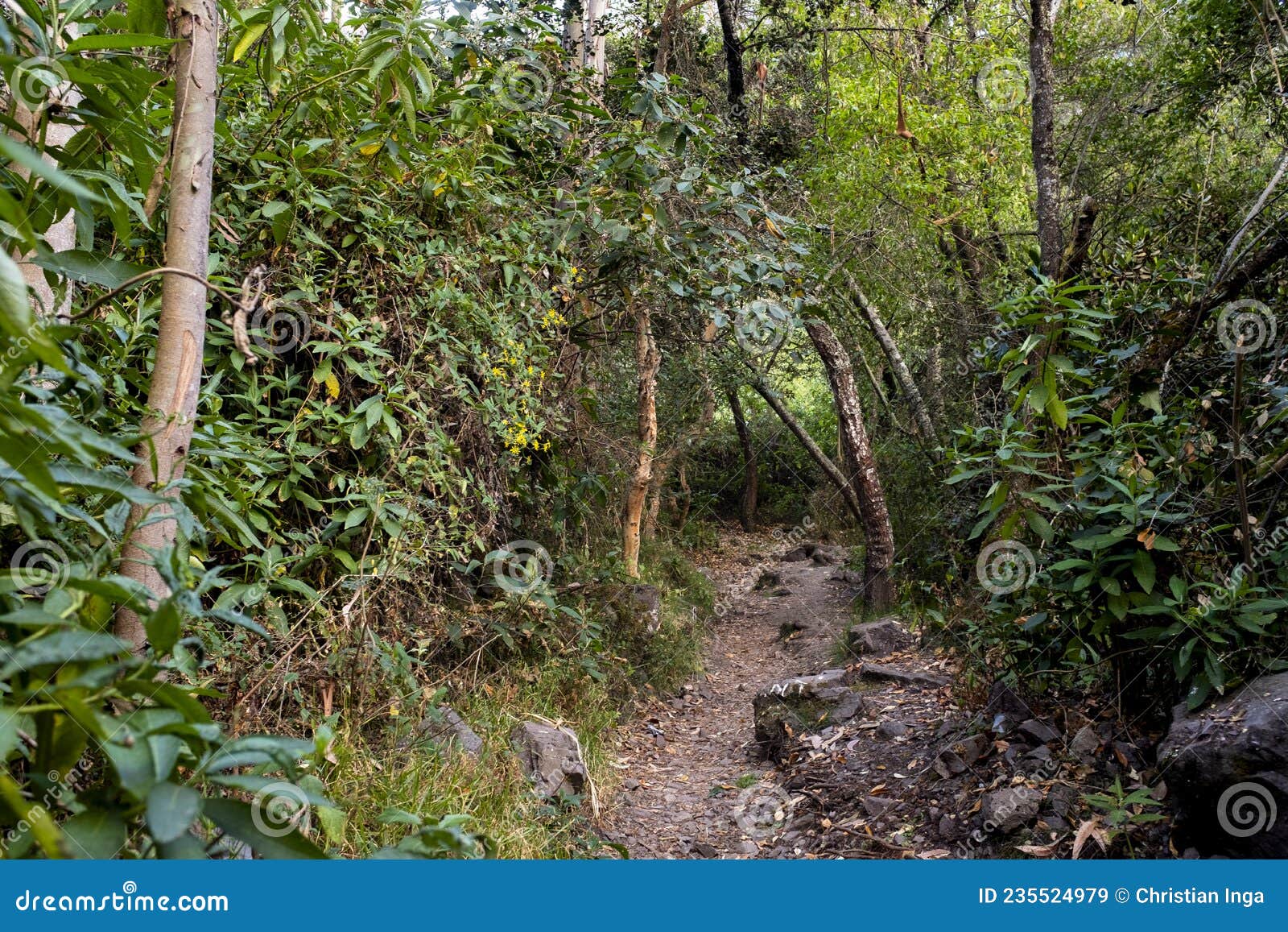 Image of a Pathway Trail in Cusco Peru. Stock Image - Image of green ...