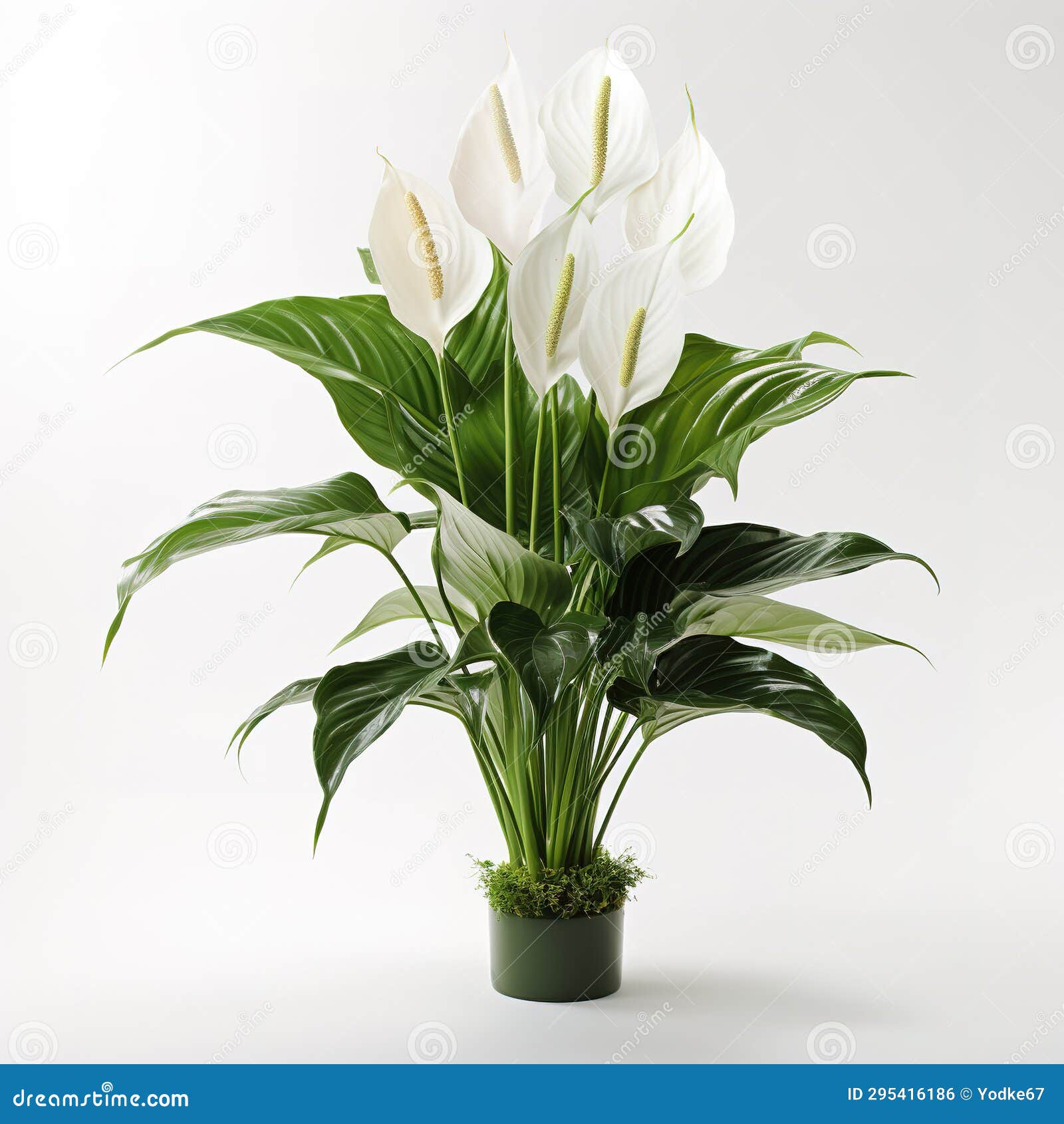 Image of Peace Lily Flower on White Background. Flowers Stock ...