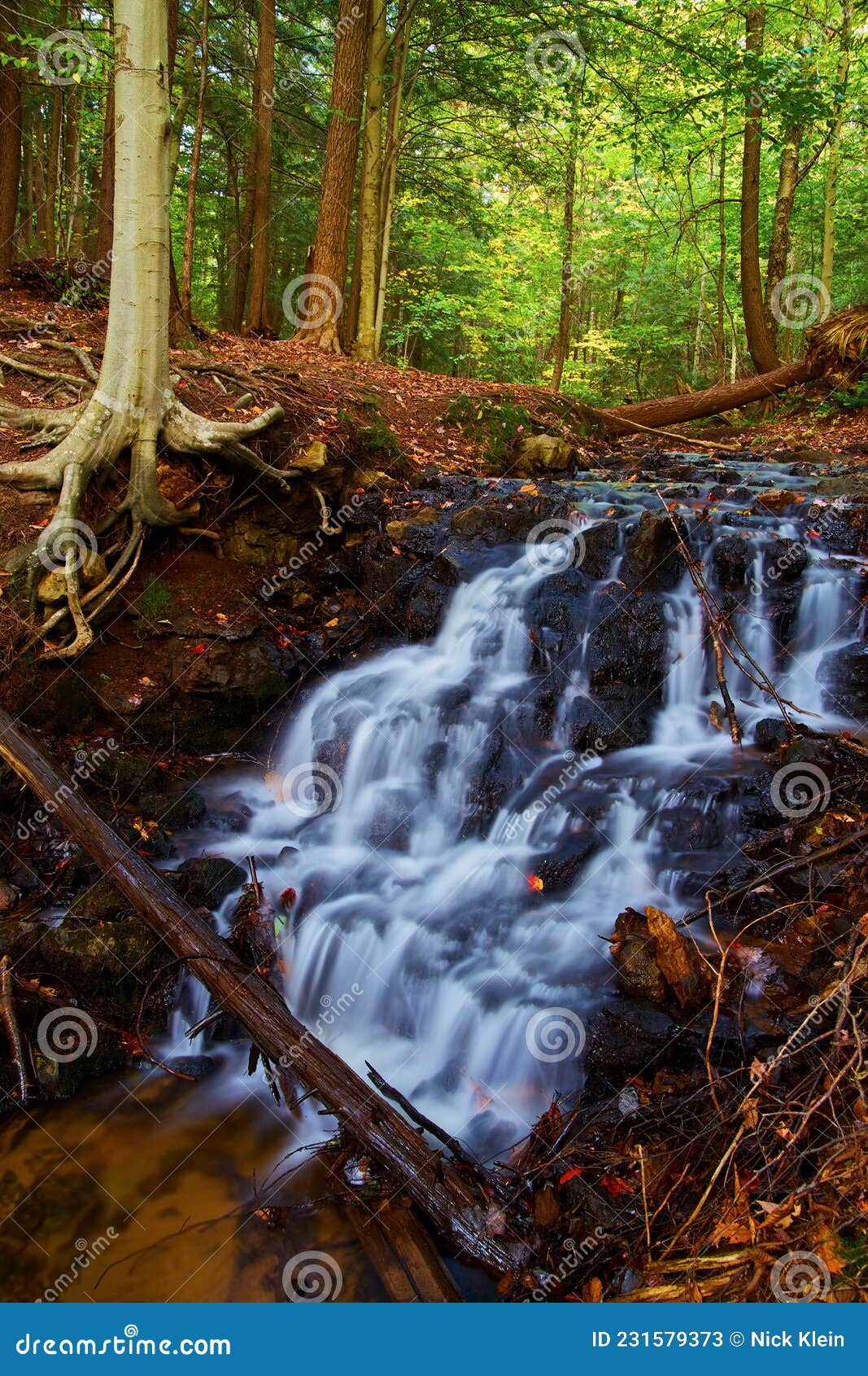 Peaceful and Zen Waterfall with White Barked Tree and Smooth Water ...