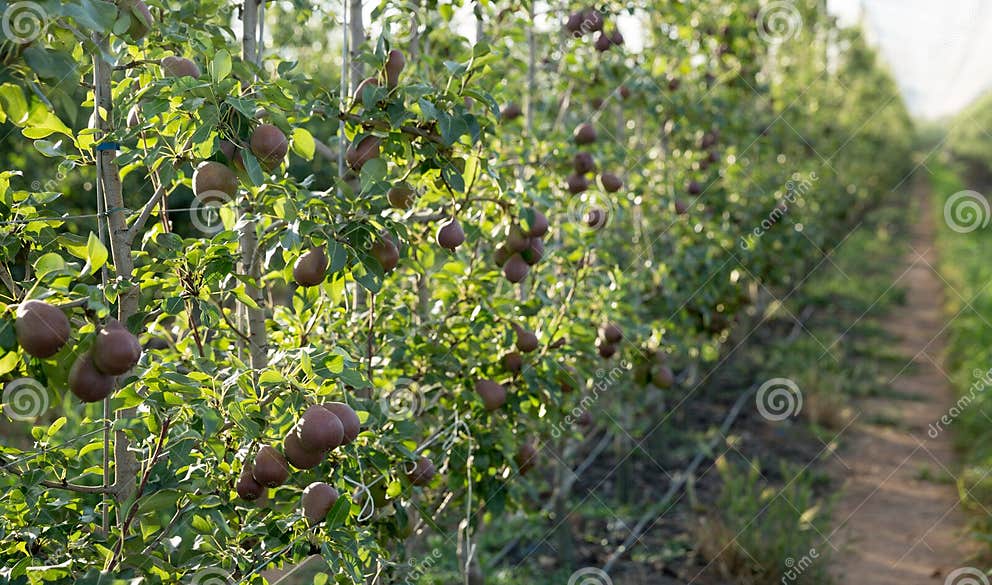 Image of pear gardens stock photo. Image of farming - 282813414