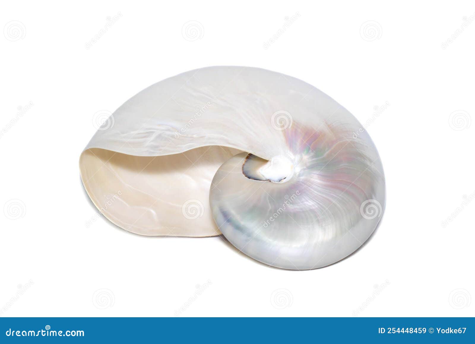 Image of Pearl Shell of a Nautilus Pompilius on a White Background. Sea ...