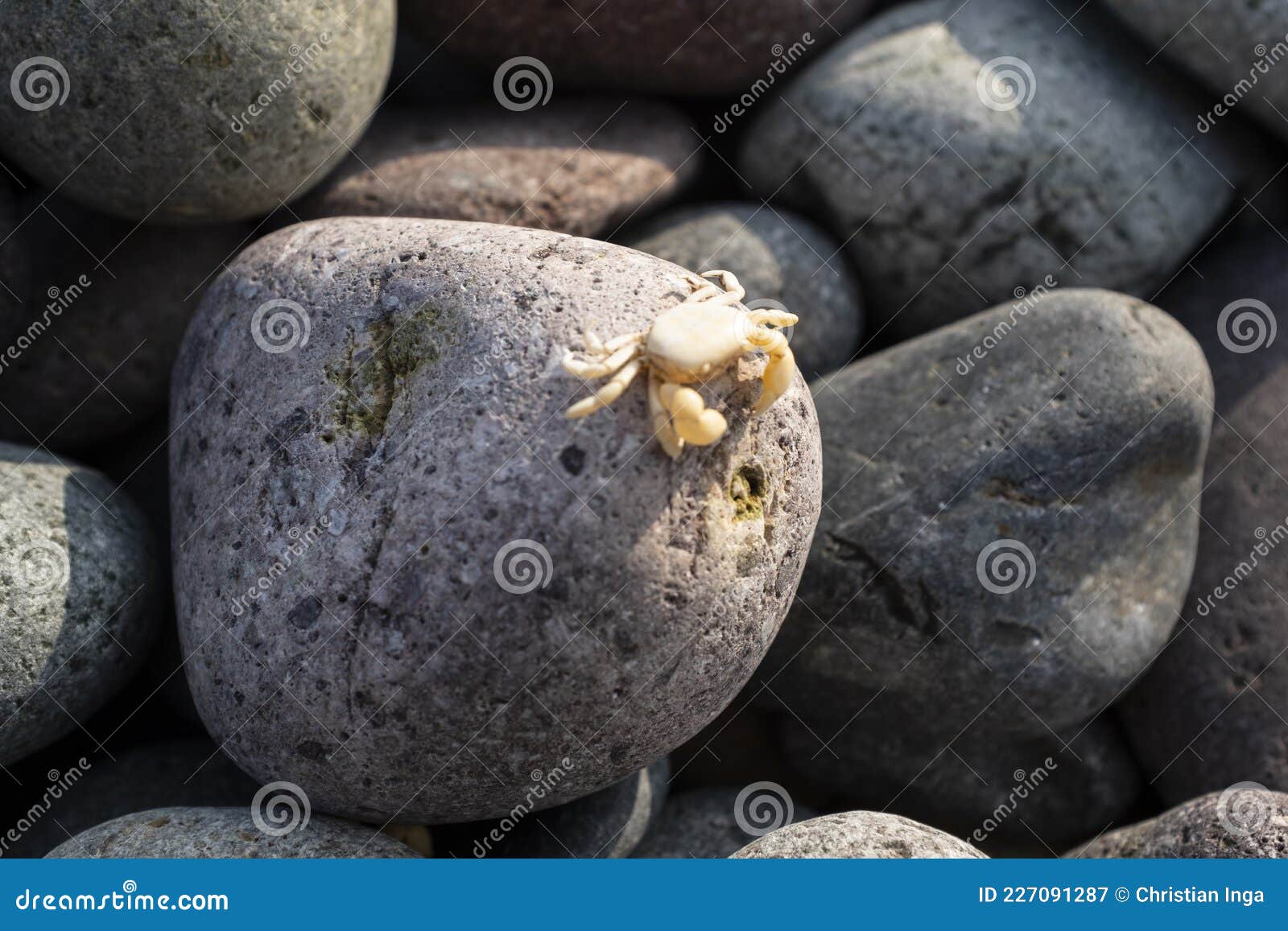 Image of Pebbles with Tiny Crabs. Pebbles from the Peruvian Beach Stock ...