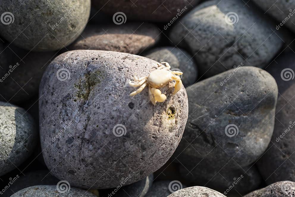 Image of Pebbles with Tiny Crabs. Pebbles from the Peruvian Beach Stock ...