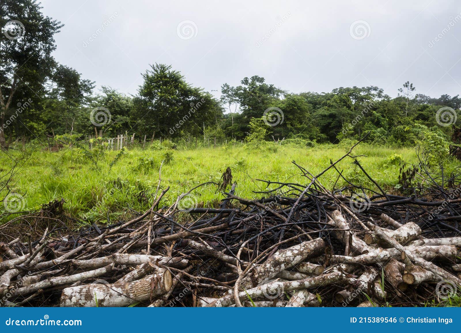 Image of Peruvian Forest with Human Intervation. Stock Photo - Image of ...