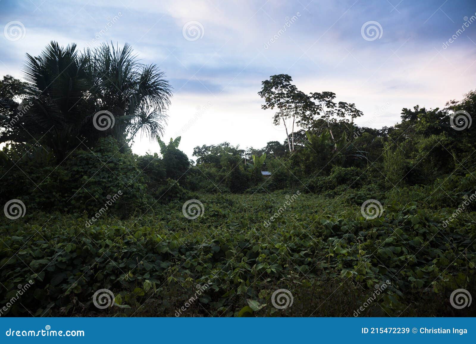 Image of Peruvian Rain Forest. Tropical Vegetation in Amazon Jungle ...