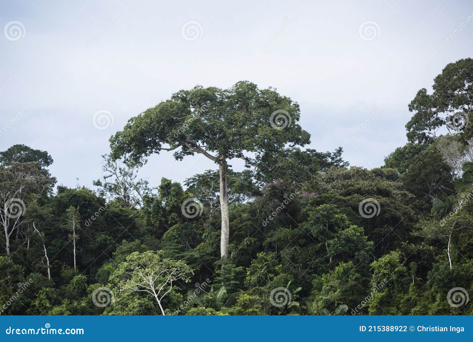 Image of Peruvian Rain Forest. Tropical Vegetation in Amazon Jungle ...