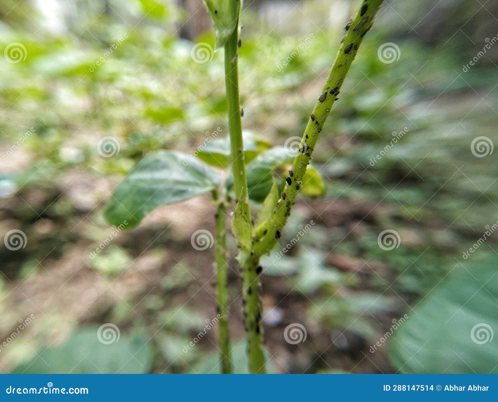 Image of Pests Attached To Plant Stems Stock Photo - Image of plant ...