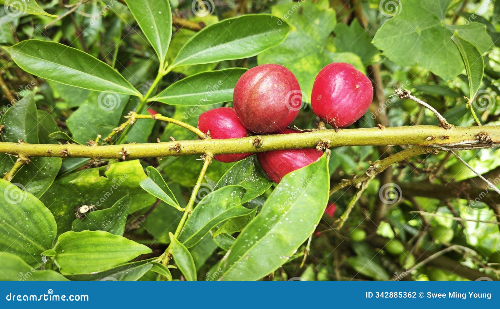 Phaleria Macrocarpa Herbal Tiny Look-like an Apple Fruit Plant. Stock ...