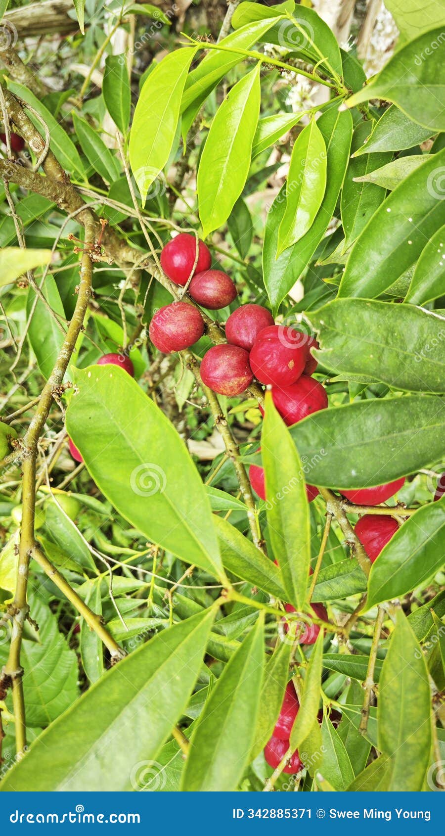 Phaleria Macrocarpa Herbal Tiny Look-like an Apple Fruit Plant. Stock ...